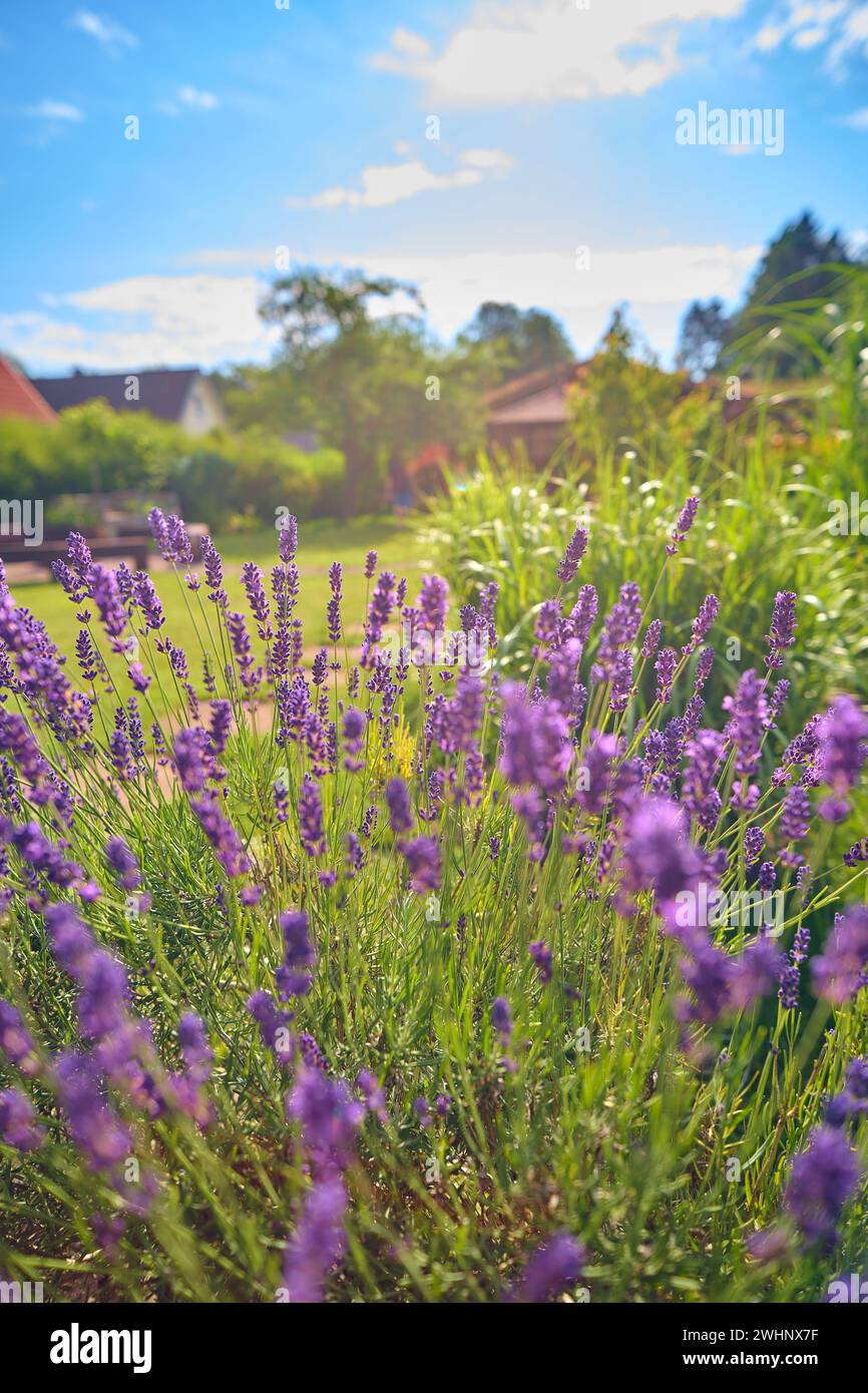 Lavender field in beautiful hi-res stock photography and images - Alamy