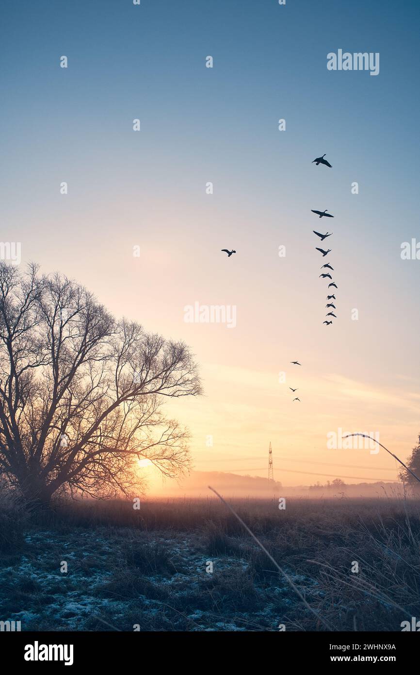 Flock of geese flying South Stock Photo - Alamy