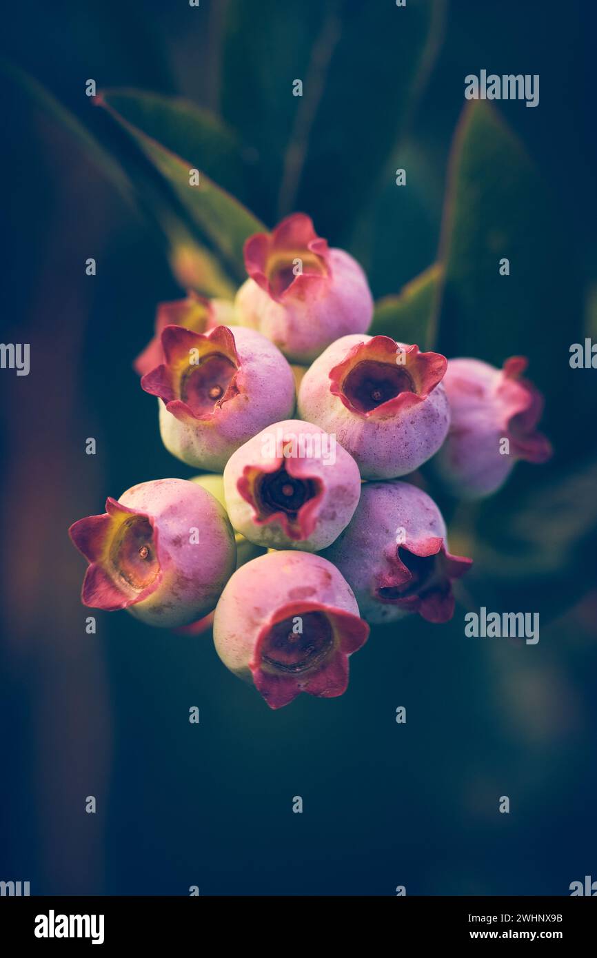 Growing blueberries that are not yet ripe Stock Photo - Alamy