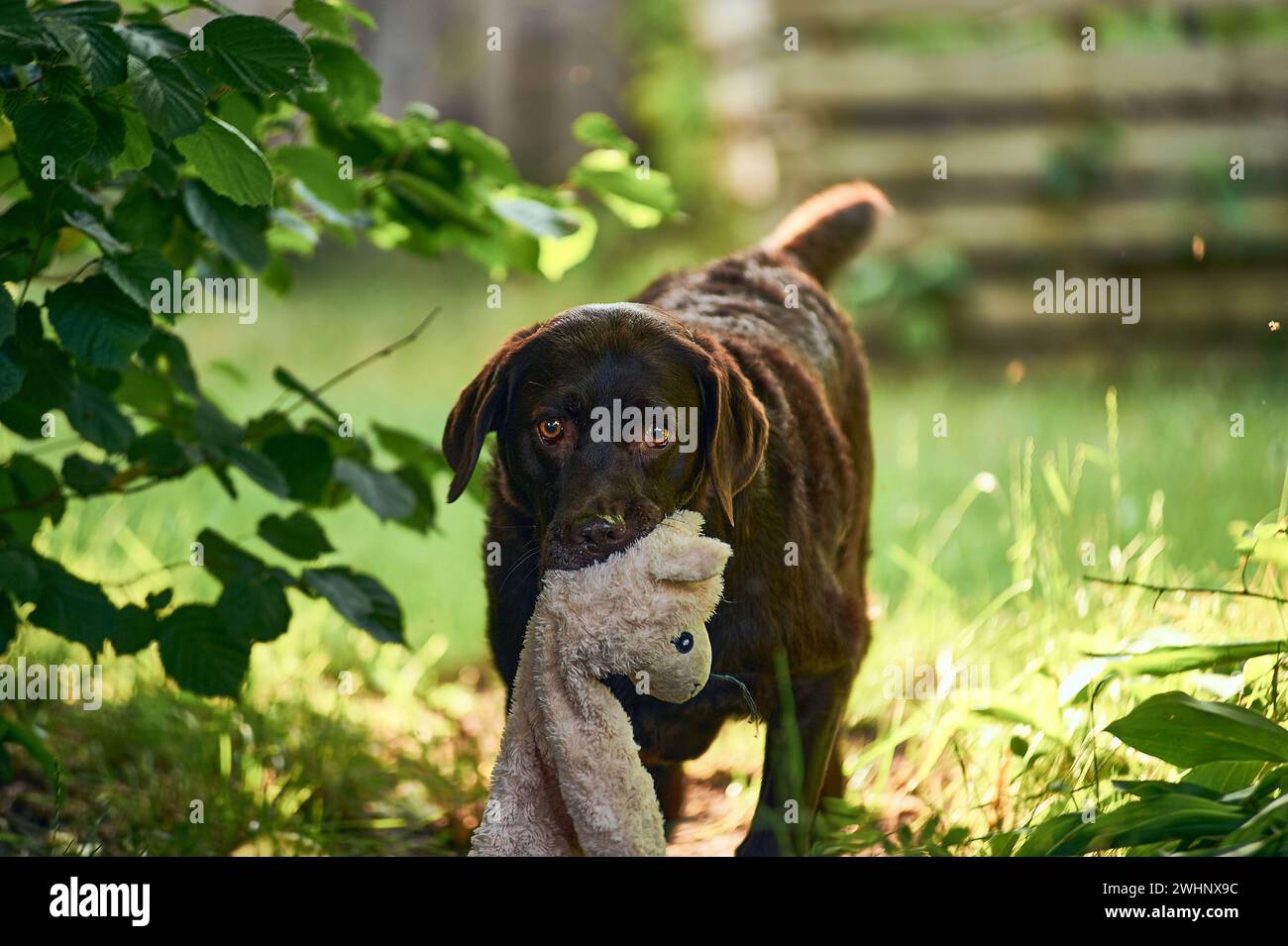 Dog carrying plush toy Stock Photo - Alamy