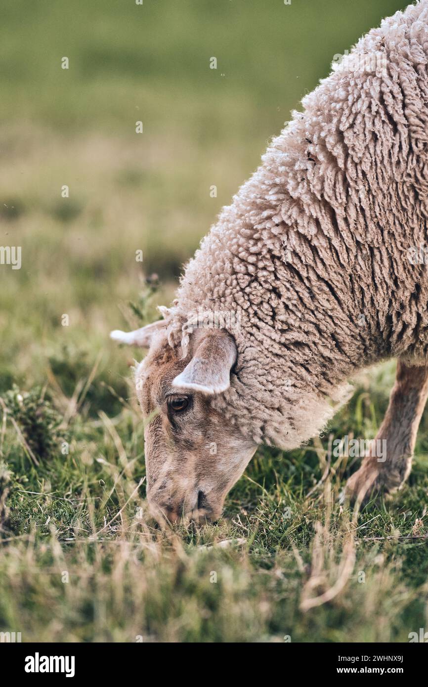 Close up sheep grazing hi-res stock photography and images - Alamy