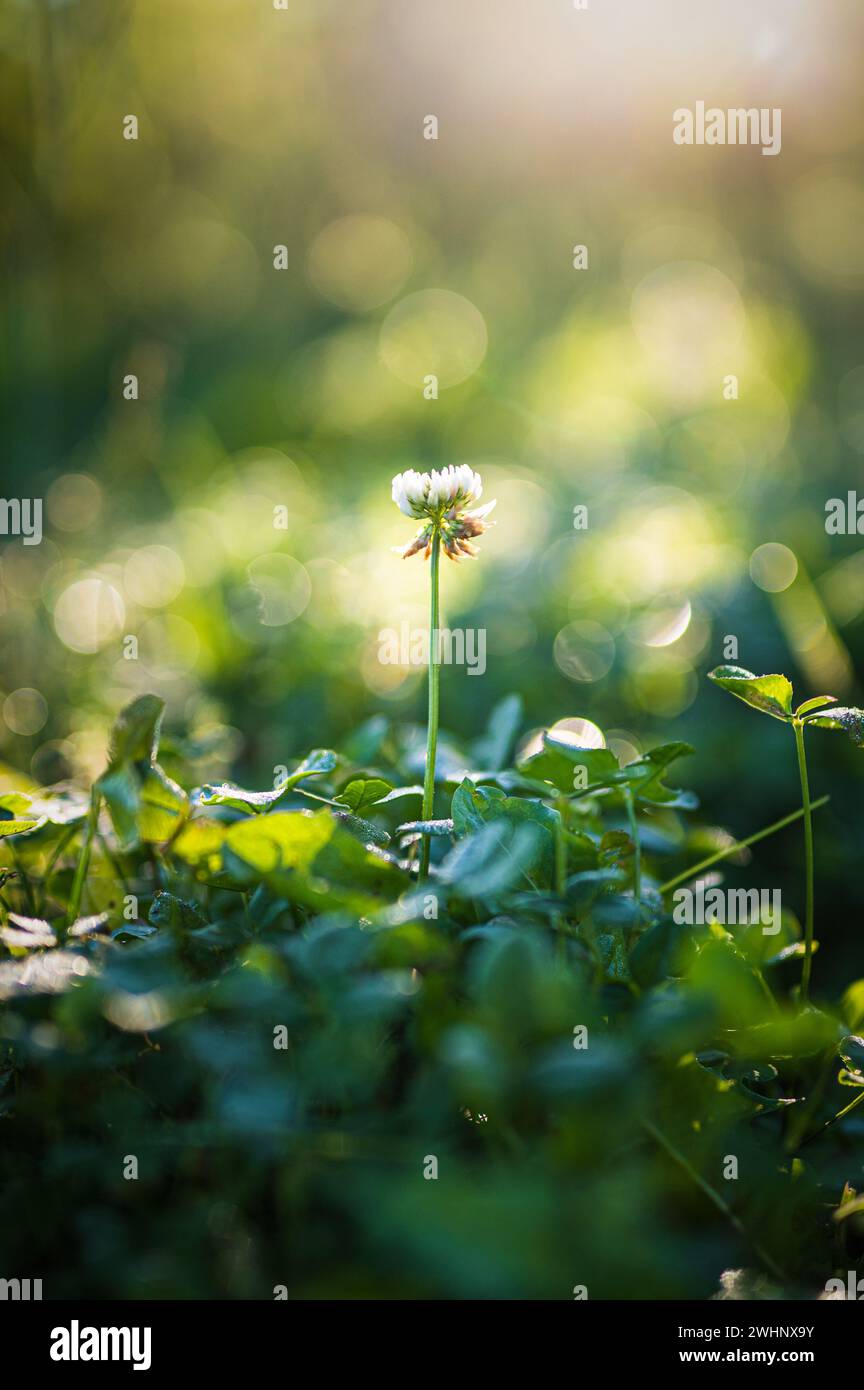 Single clover blossom in sunshine Stock Photo - Alamy
