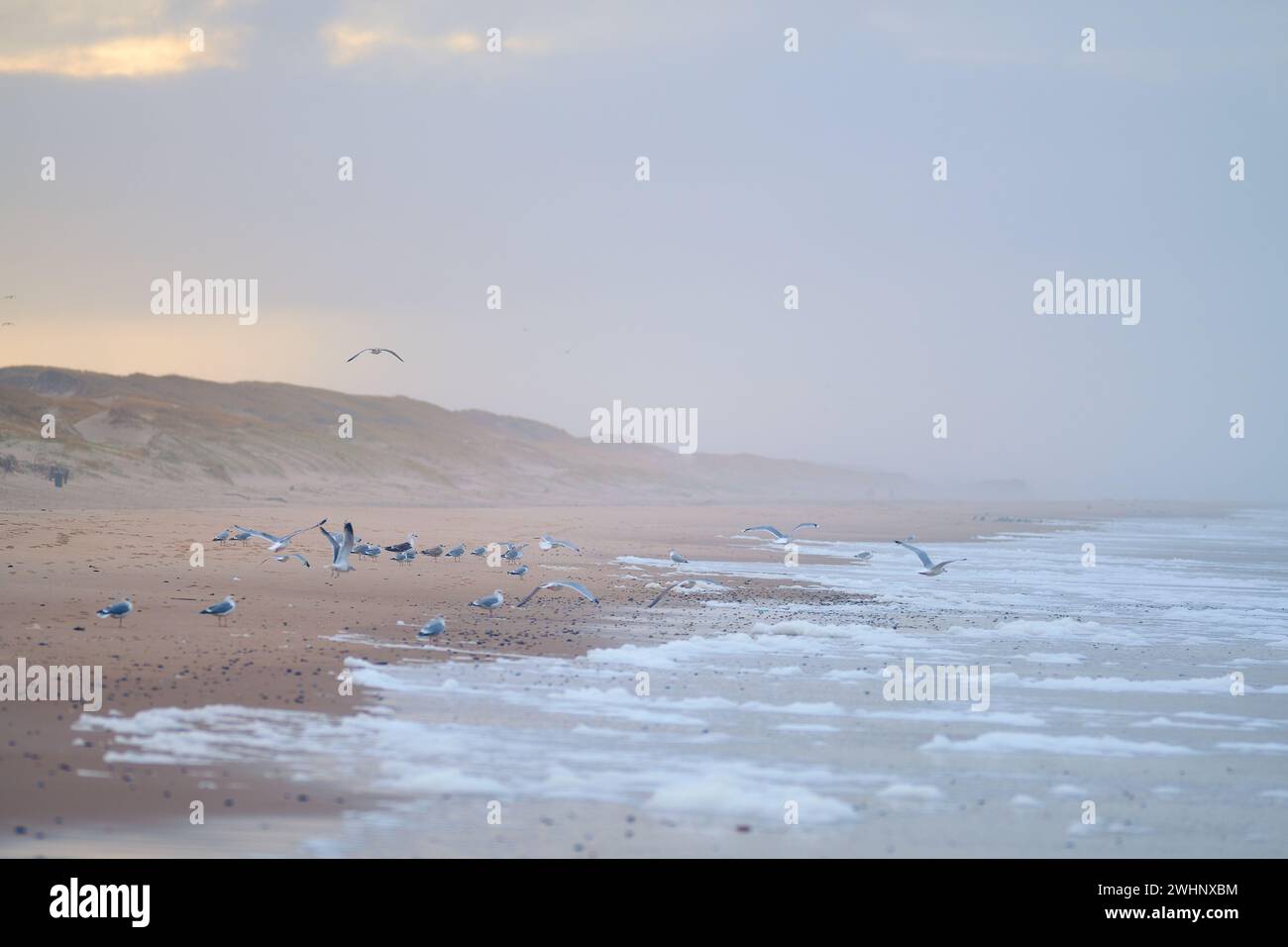 Seagulls on the beach in denmark Stock Photo - Alamy
