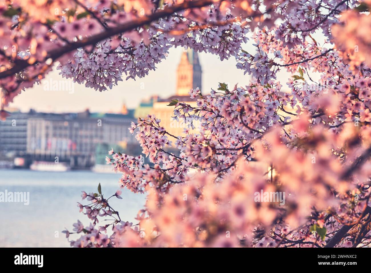 Urban cherry blossoms hi-res stock photography and images - Alamy