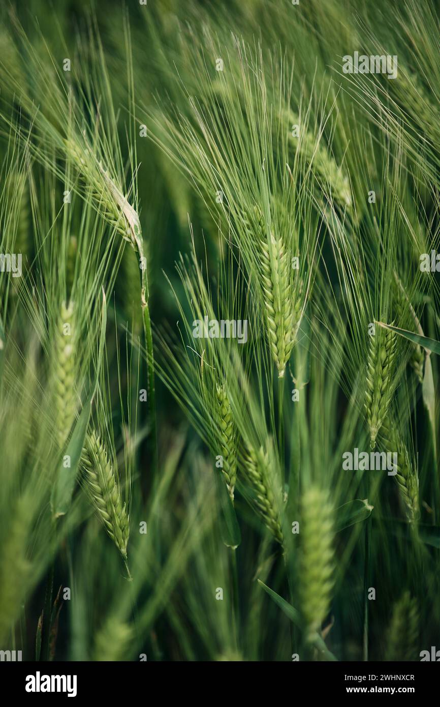 Barley detail hi-res stock photography and images - Alamy