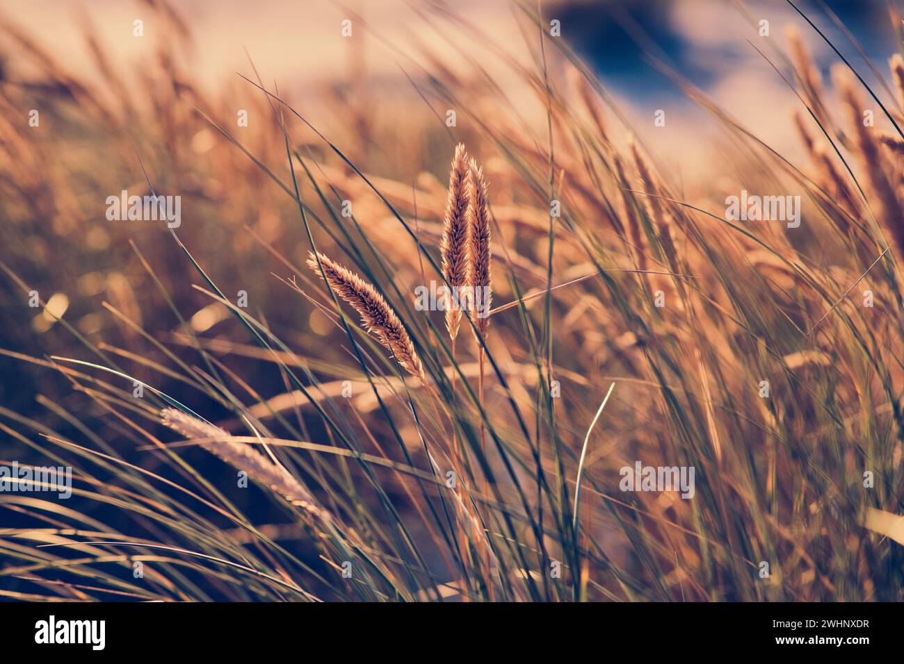 Sunset with dune grass hi-res stock photography and images - Alamy