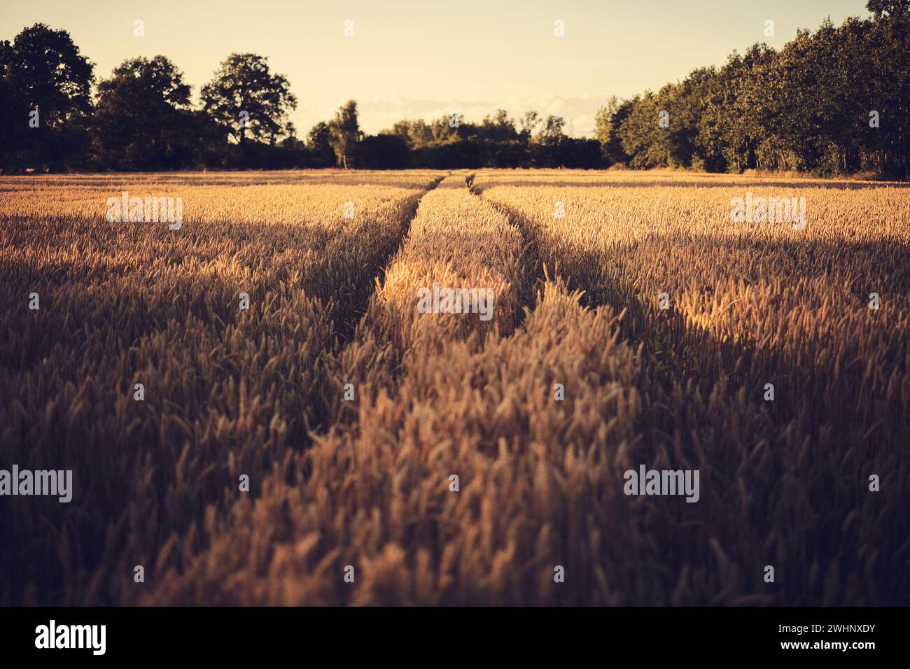 Tire Tracks in wheat field at sunset Stock Photo - Alamy