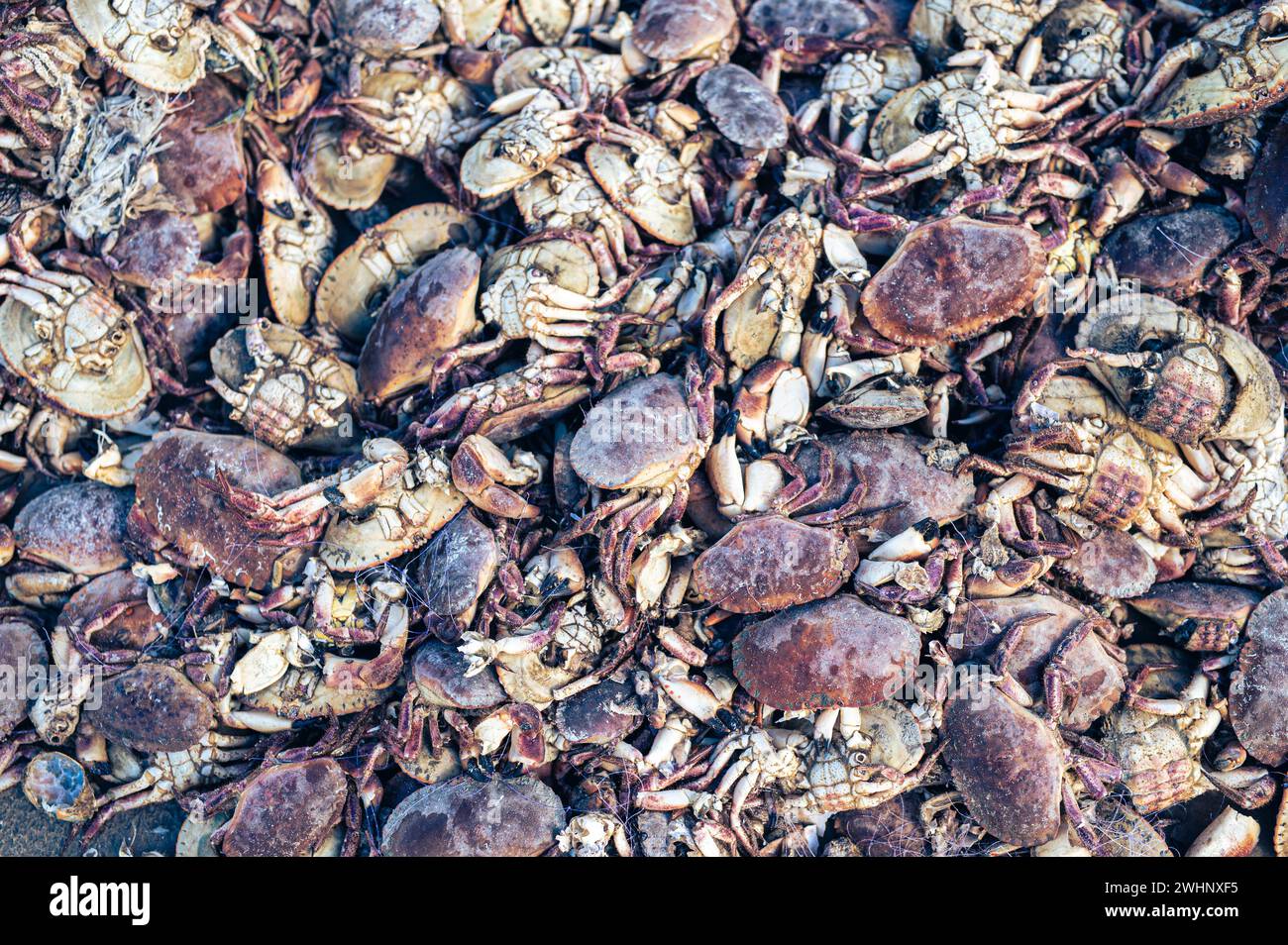 Shell dead fish hi-res stock photography and images - Alamy