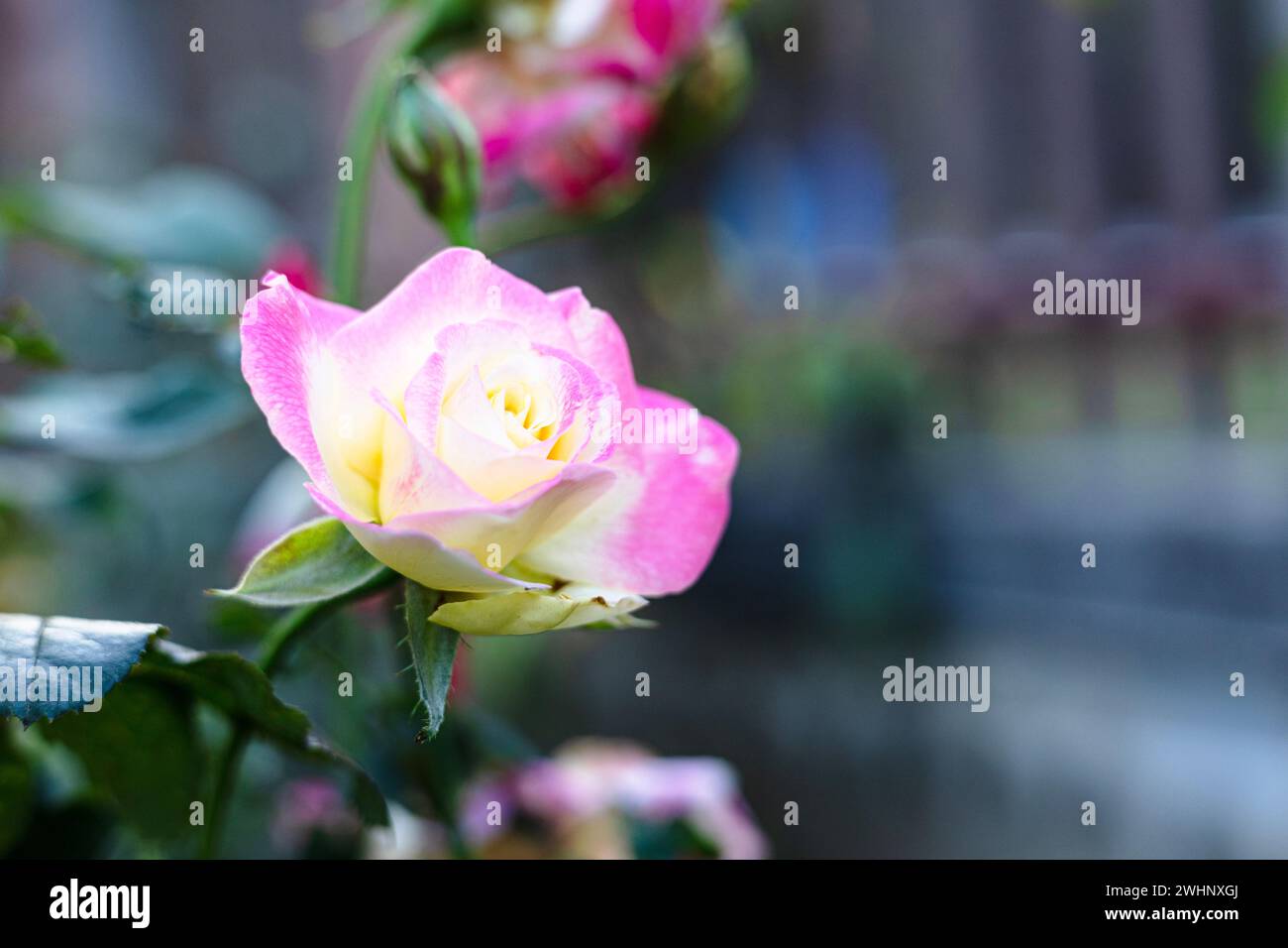 Isolated of yellow rose with pink edges in garden. Gorgeous vibrant ...