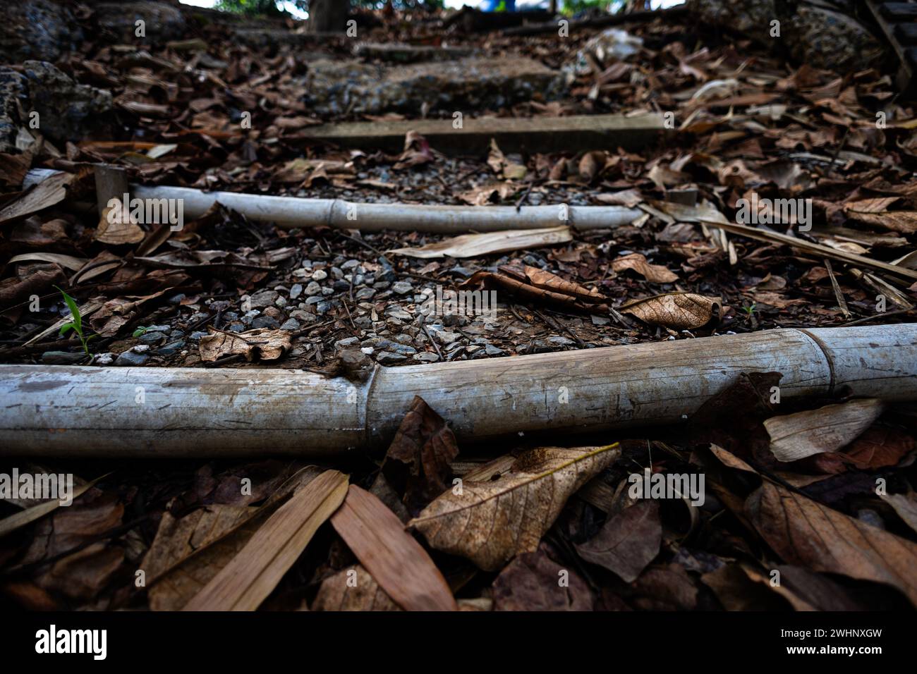 Natural paths and walkways along the river. Leaves and dirt on the ...