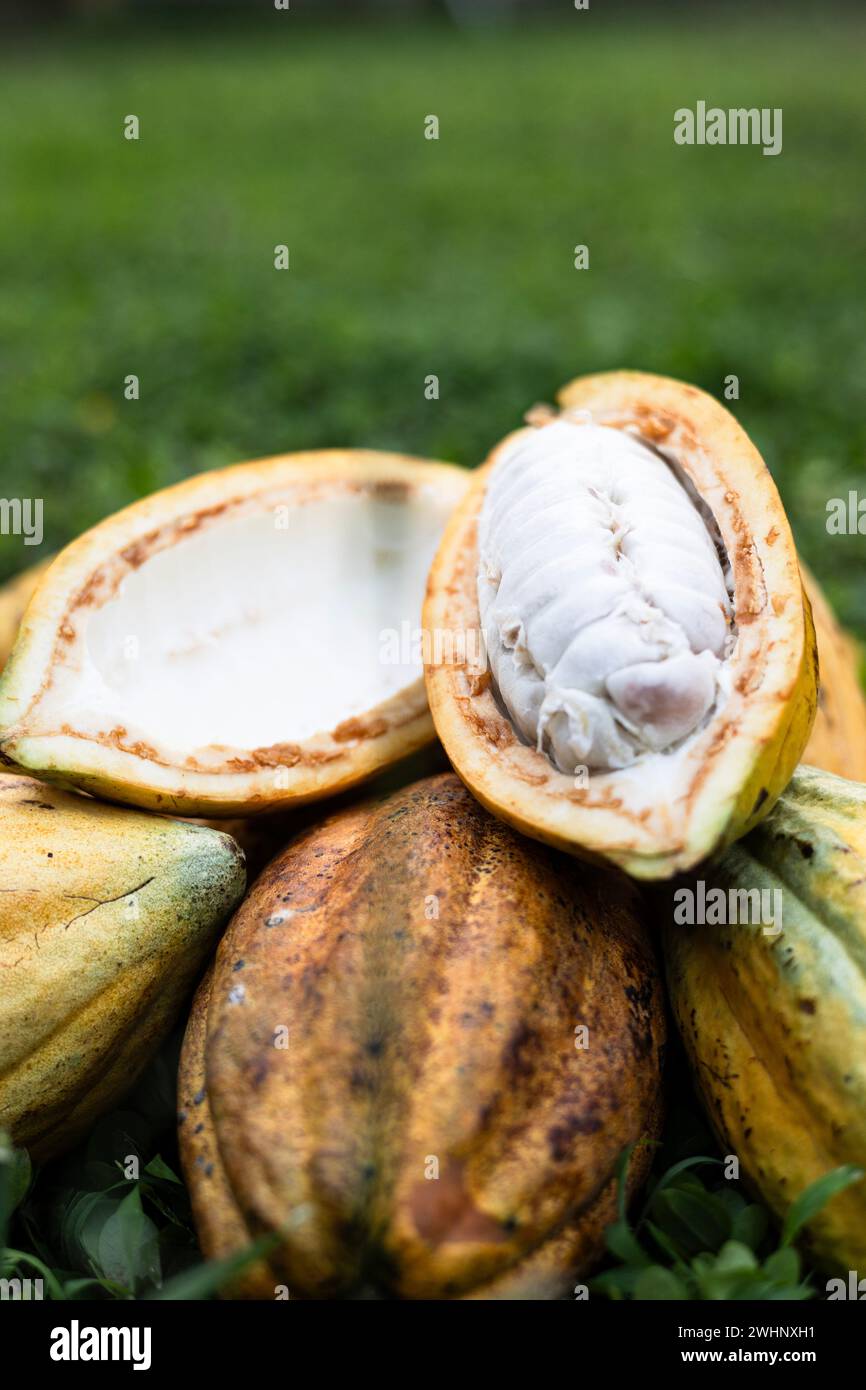 Pile Of Cocoa Fruits Pods Lay On Grass Background On Sunny Day Fresh