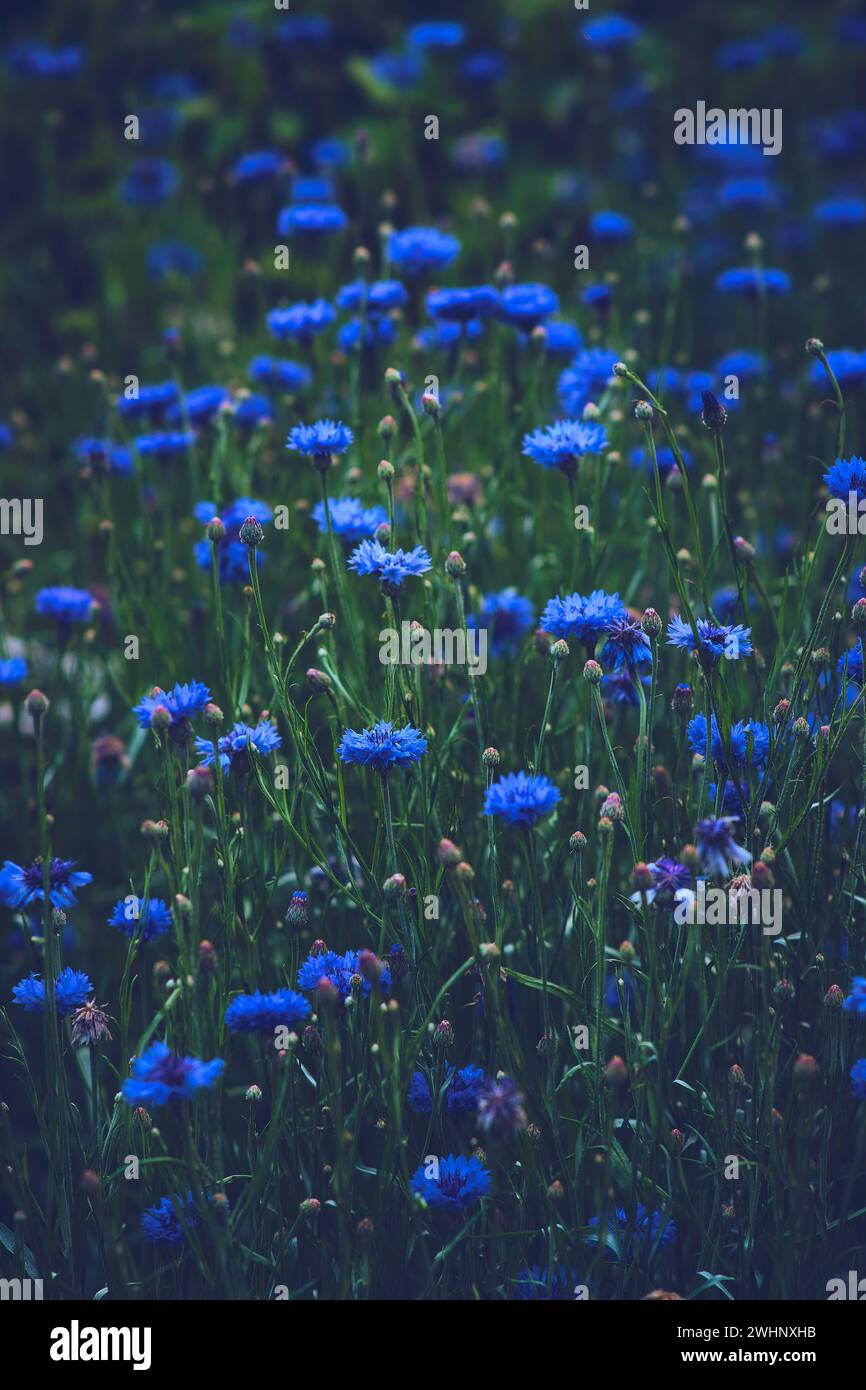 Lush cornflower field Stock Photo - Alamy