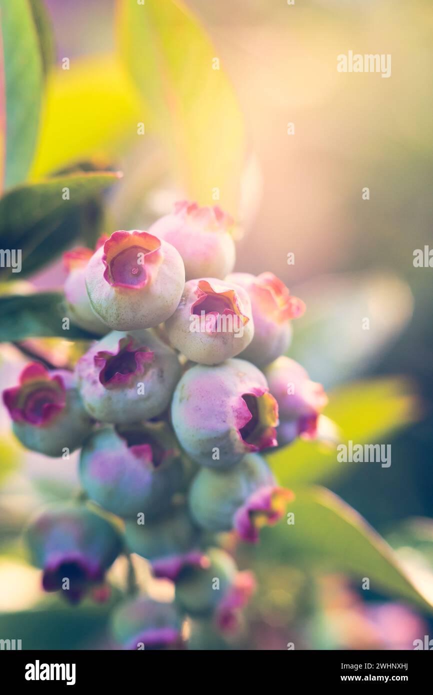 Young plant berries growing hi-res stock photography and images - Alamy