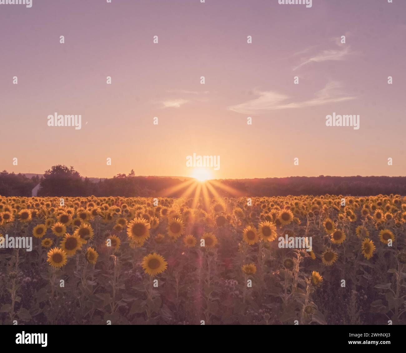 the bright sunlight in the sunflower field at sunset Stock Photo - Alamy