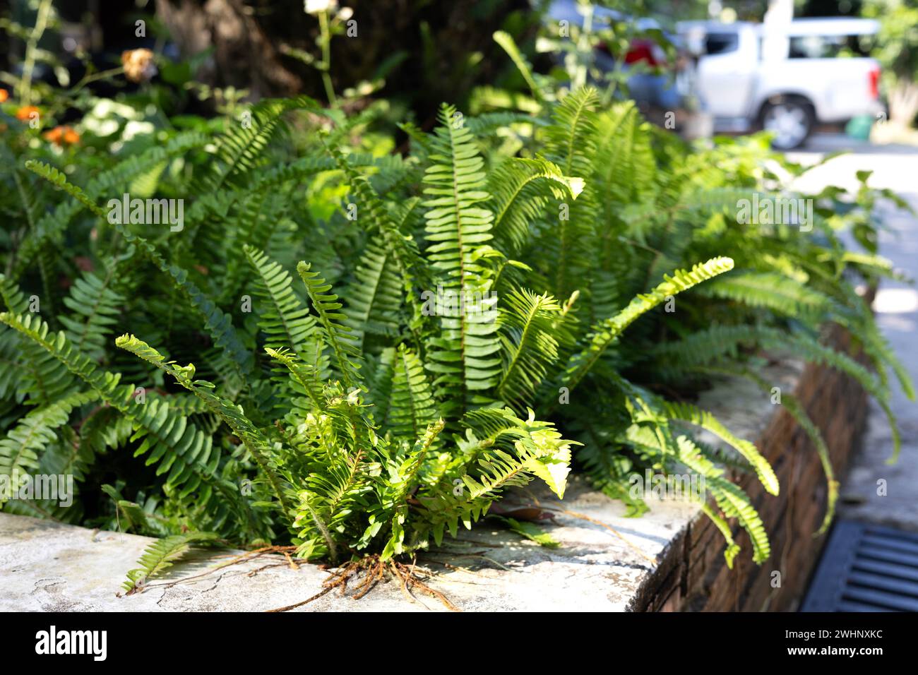 Rows of fern in a long pot growing up onto terracotta colored bricks ...