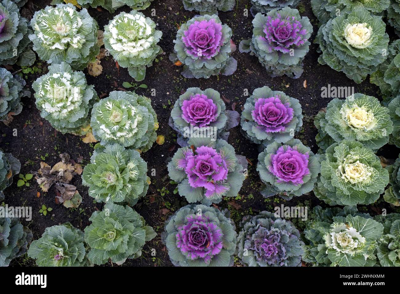 Violetter zierkohl hi-res stock photography and images - Alamy