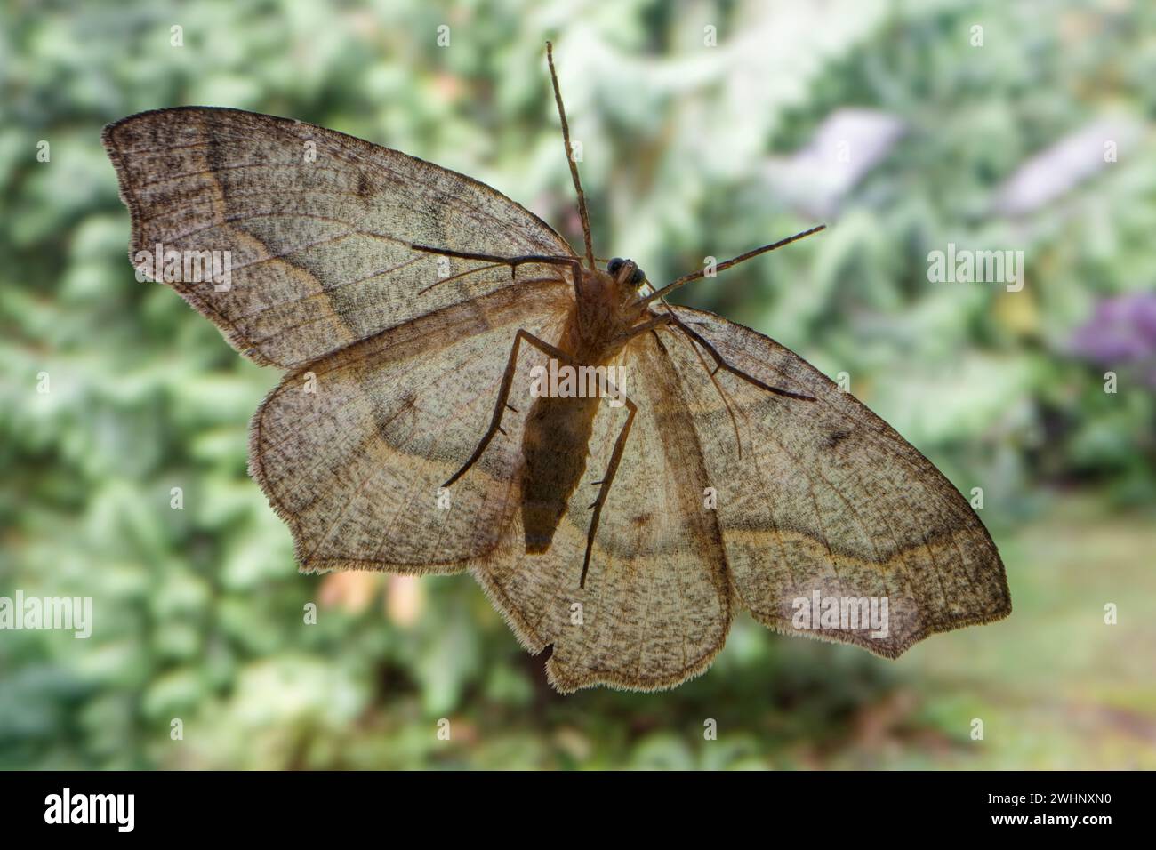 Close up view of the bottom of a Common Gray Moth resting on a window ...