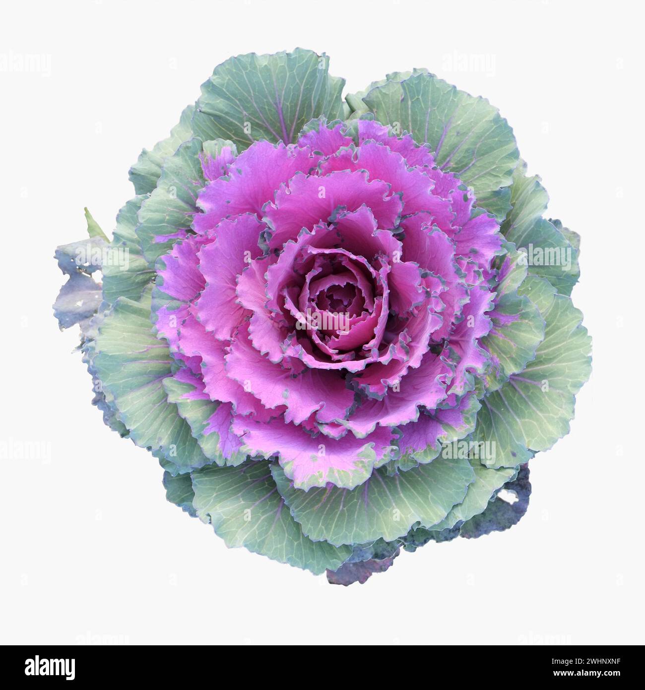 Ornamental brassica Cut Out Stock Images & Pictures - Alamy