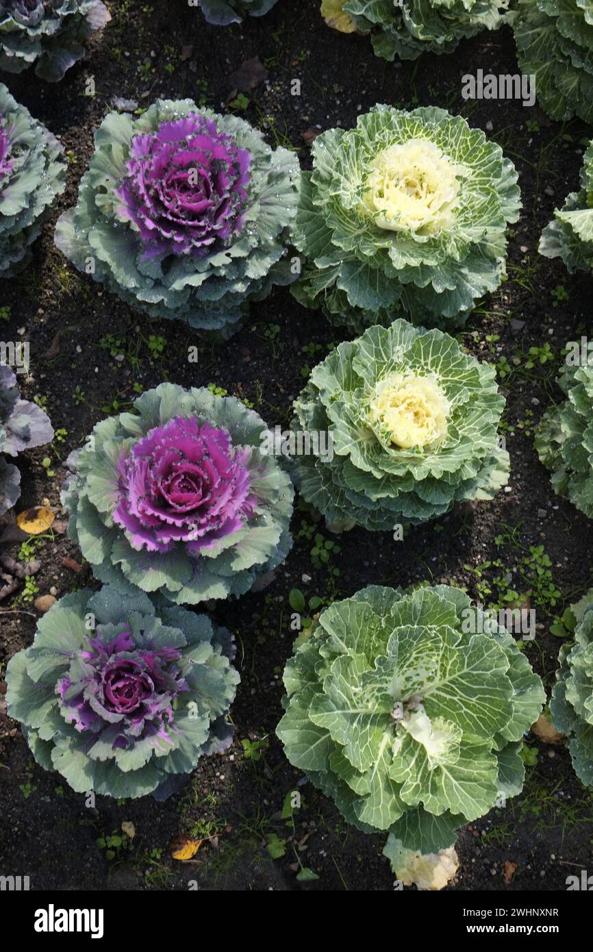 Flowering cabbage white and purple Stock Photo - Alamy