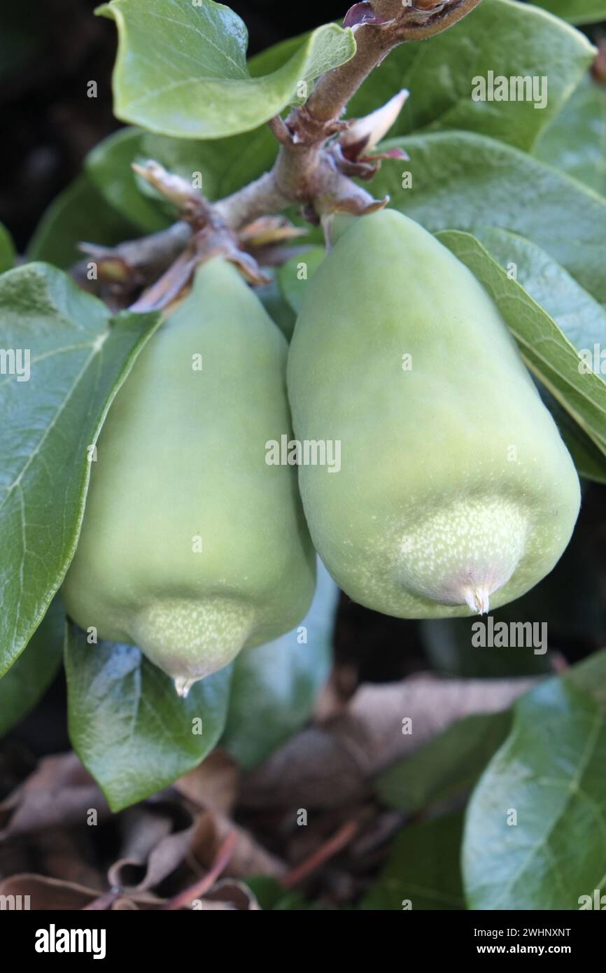 Weeping fig, ficus repens Stock Photo - Alamy