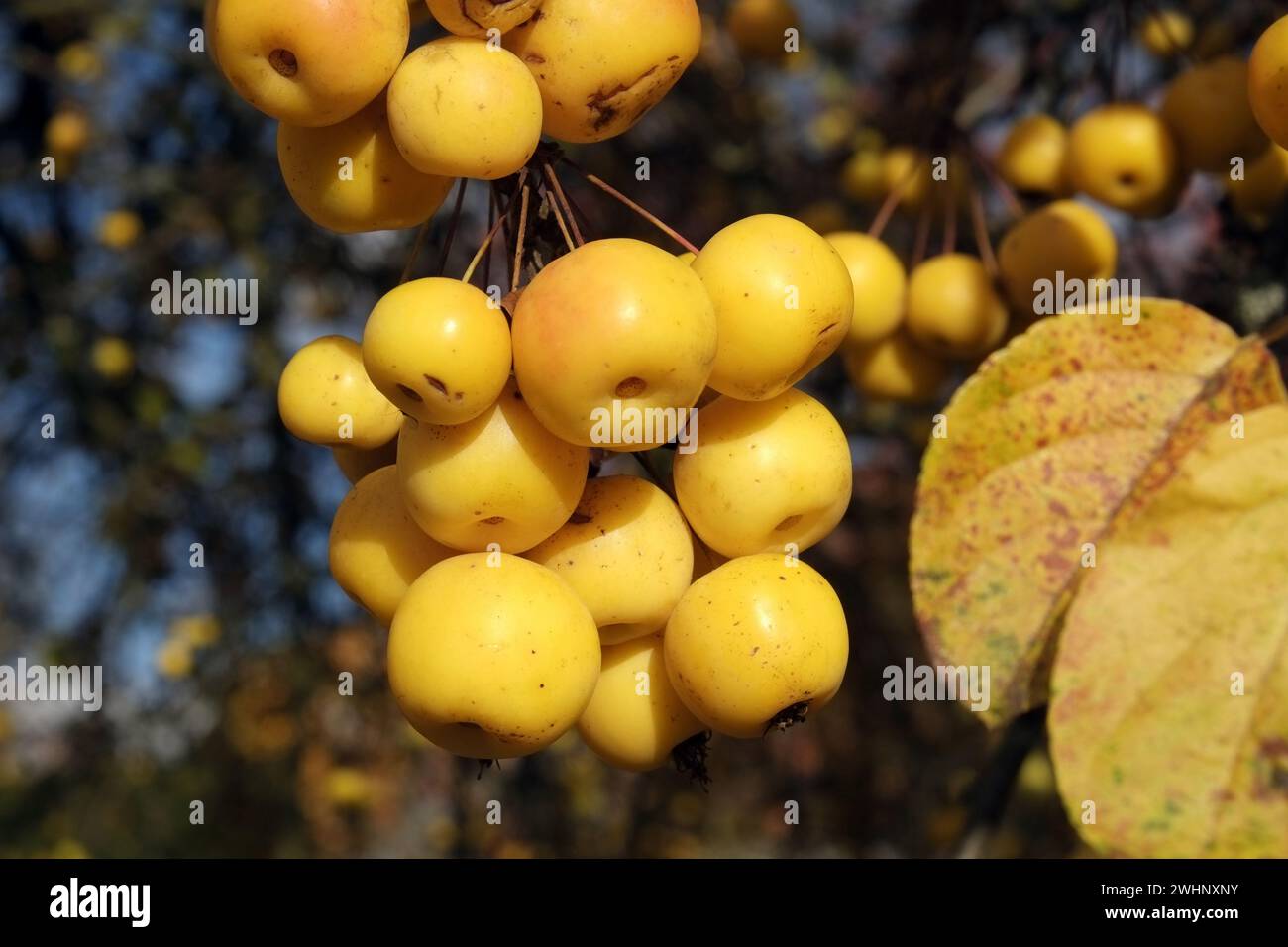 Malus floribunda tree hi-res stock photography and images - Alamy