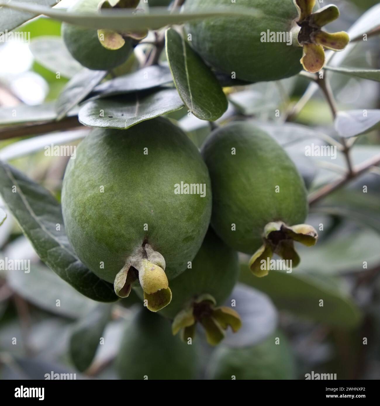 Brazilian guava hi-res stock photography and images - Alamy