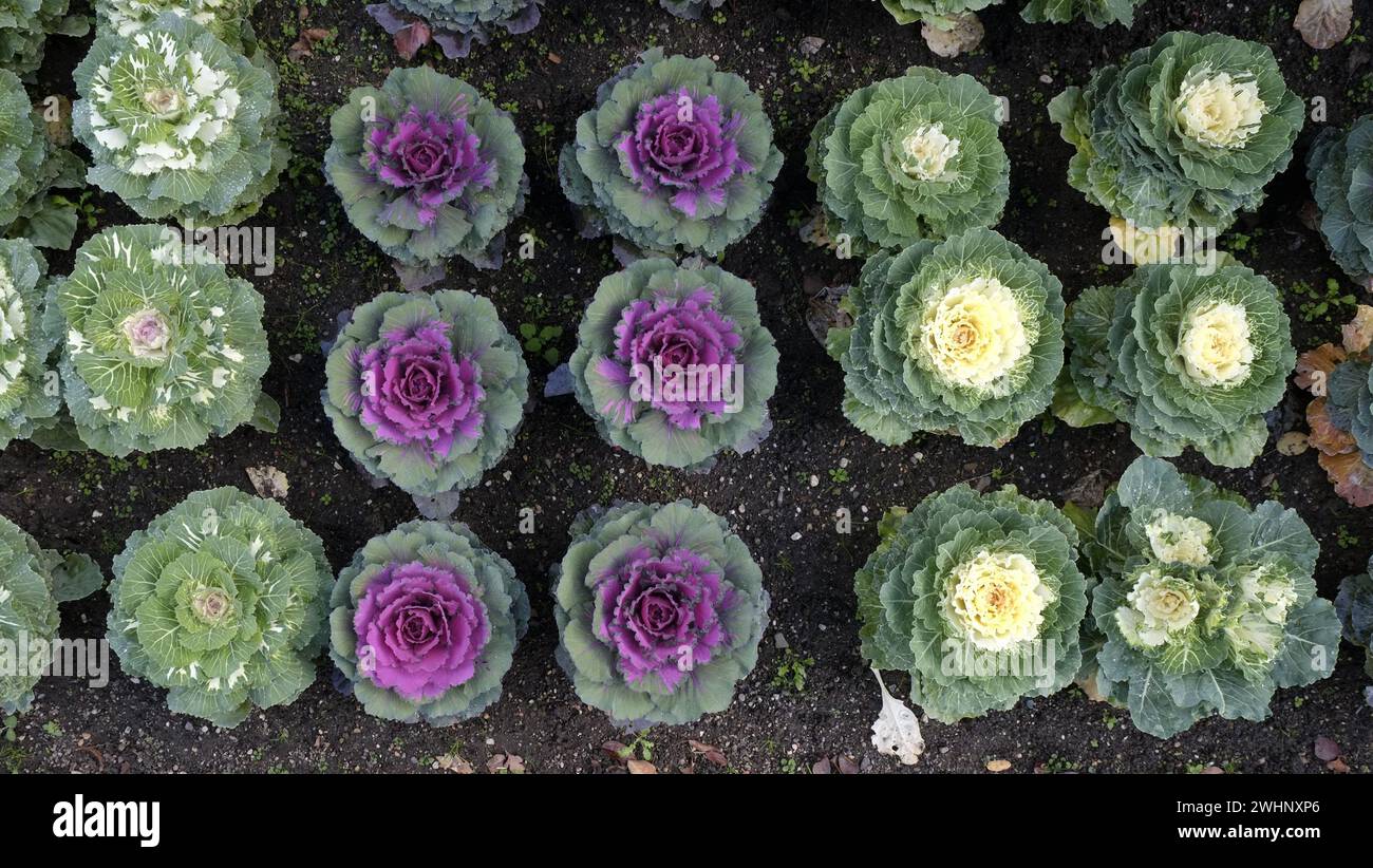 Zierkohlarten hi-res stock photography and images - Alamy