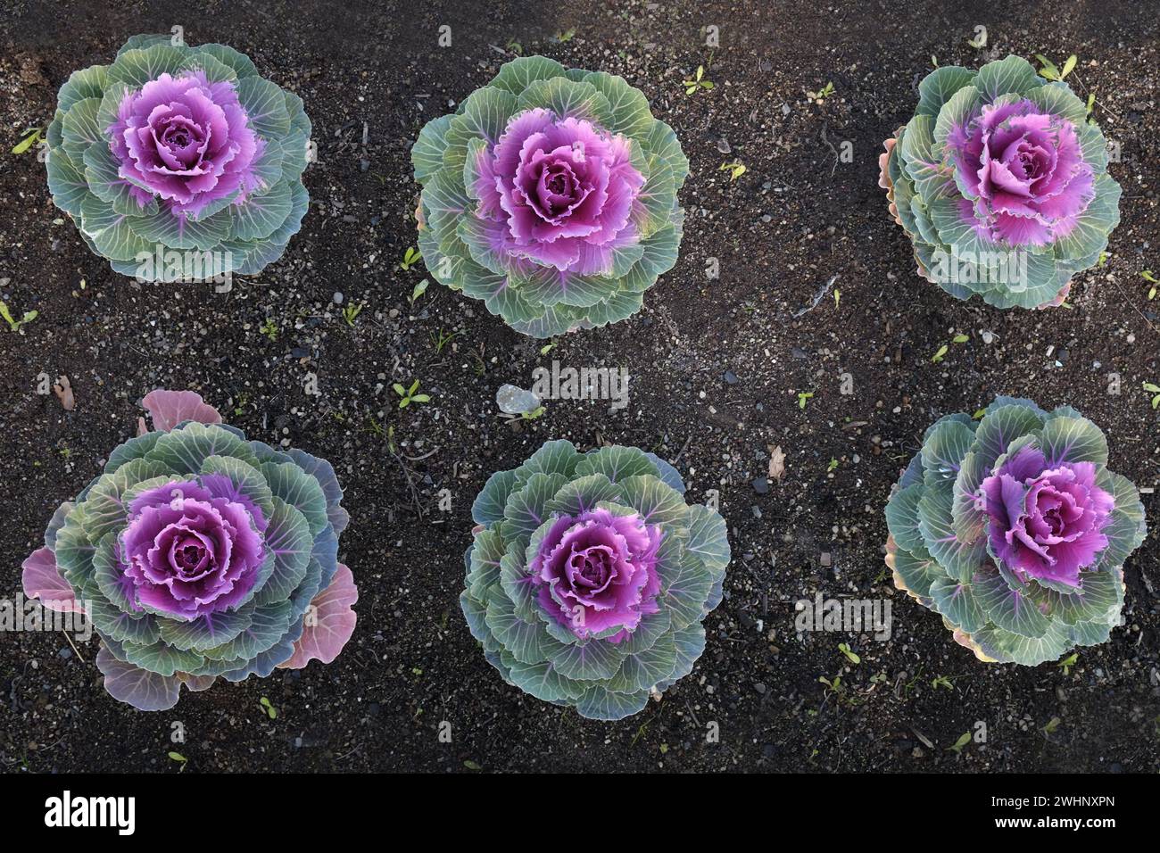 Zierkohlka pfe hi-res stock photography and images - Alamy