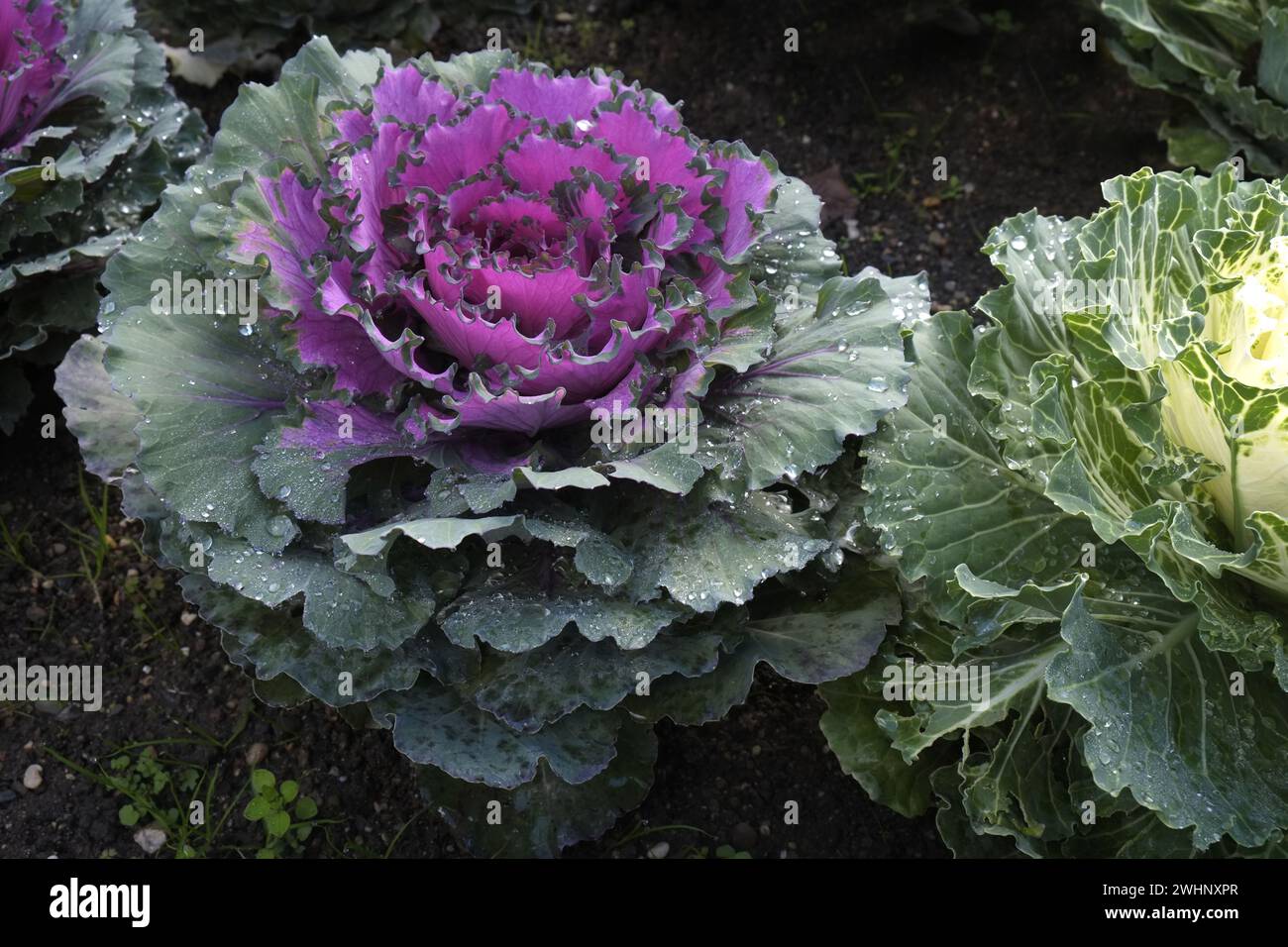 Cabbage white hi-res stock photography and images - Alamy