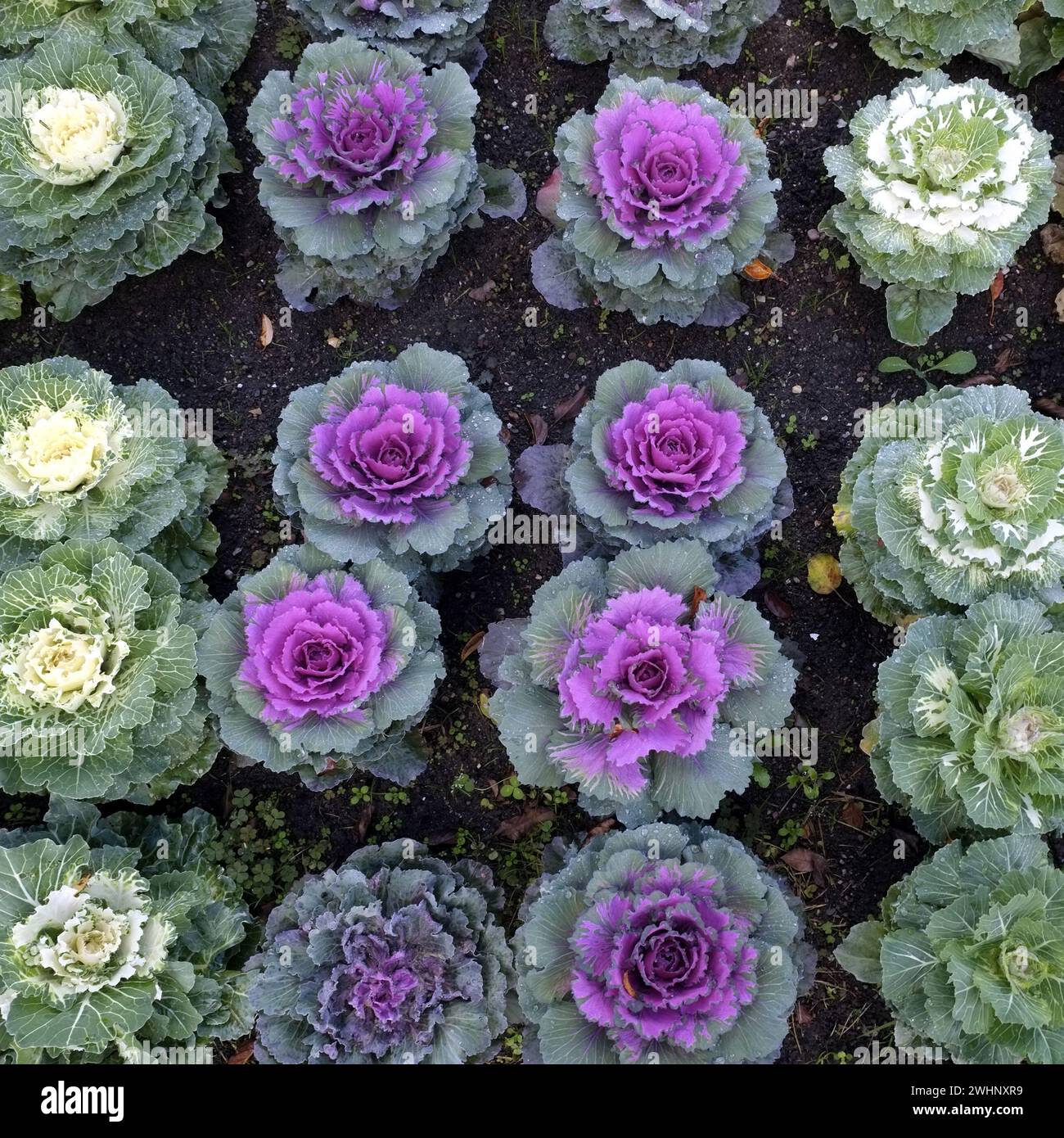 Purple cabbage hi-res stock photography and images - Alamy