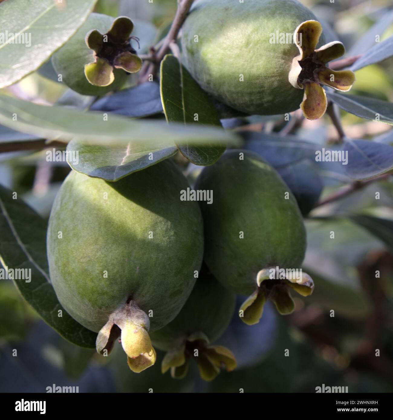 Guava hi-res stock photography and images - Alamy