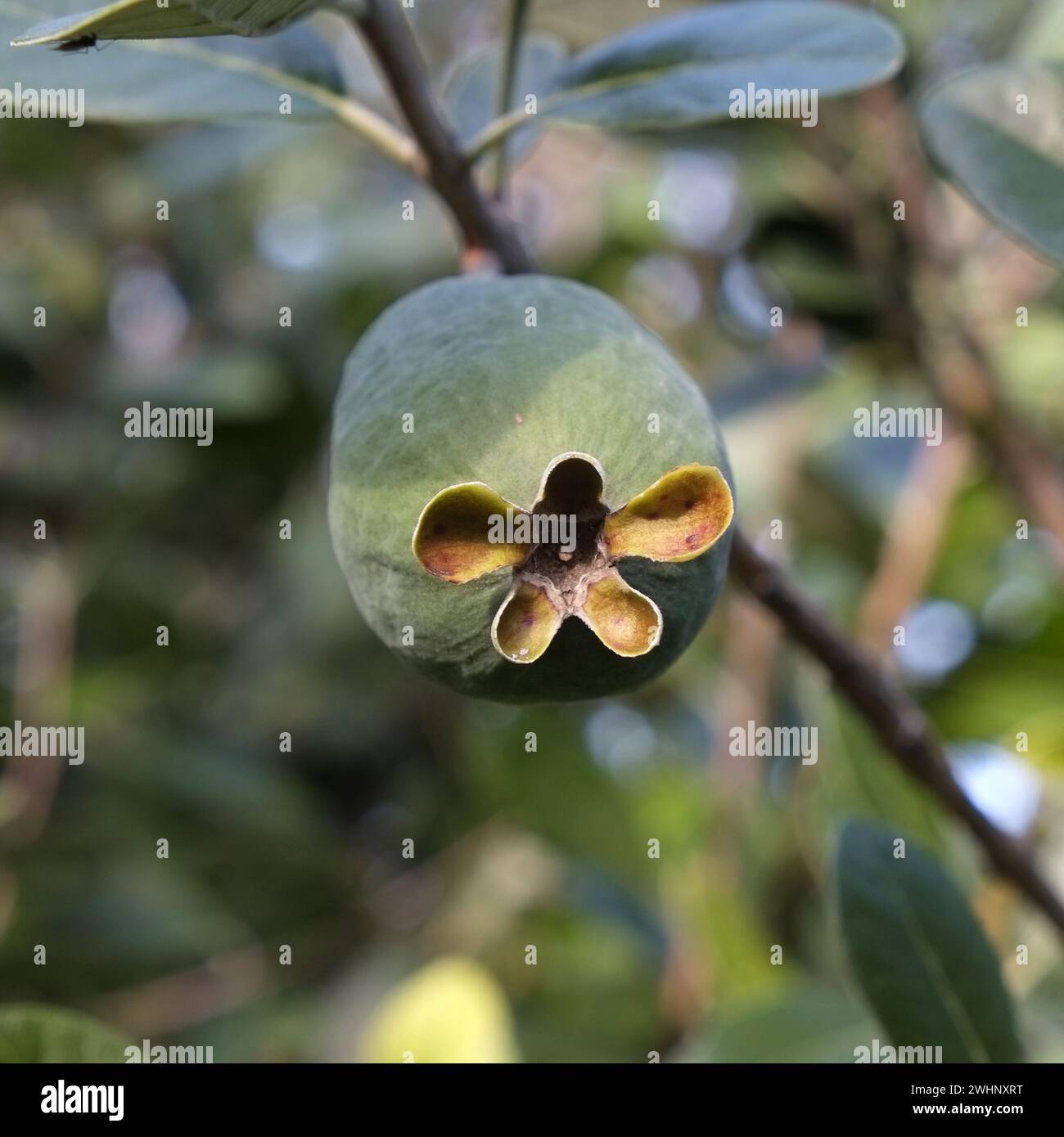 Guava, Brazilian guava Stock Photo - Alamy