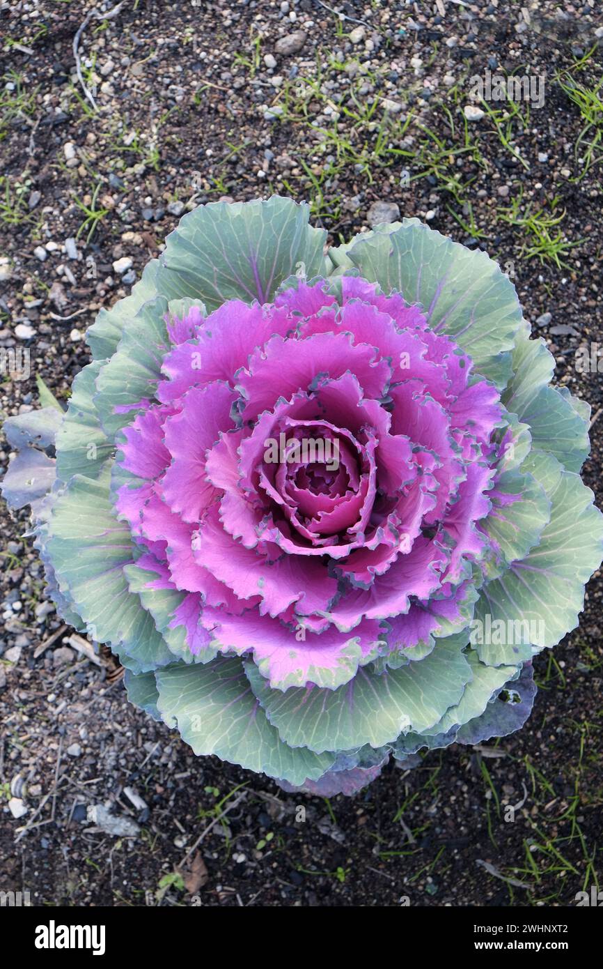 Ornamental cabbage hi-res stock photography and images - Alamy