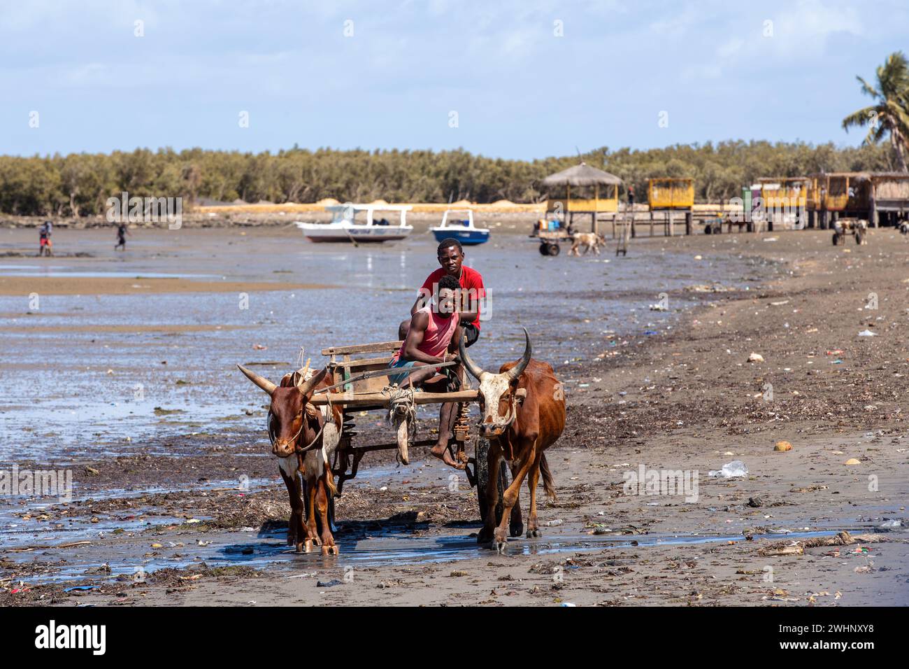 Traditional zebu carriage on the road. The zebu is widely used as a ...