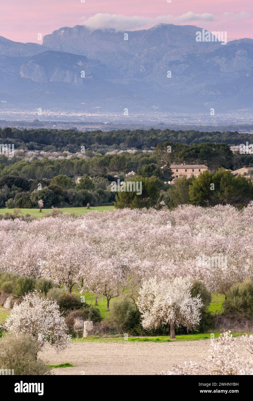 Almendros en flor Stock Photo - Alamy