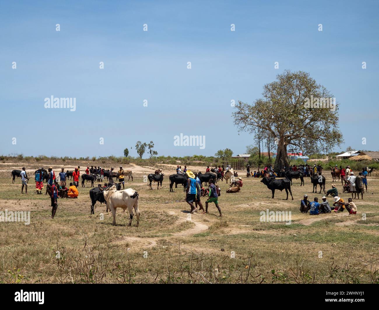 Zebu bulls and cows are being traded at a market in Belo Sur ...