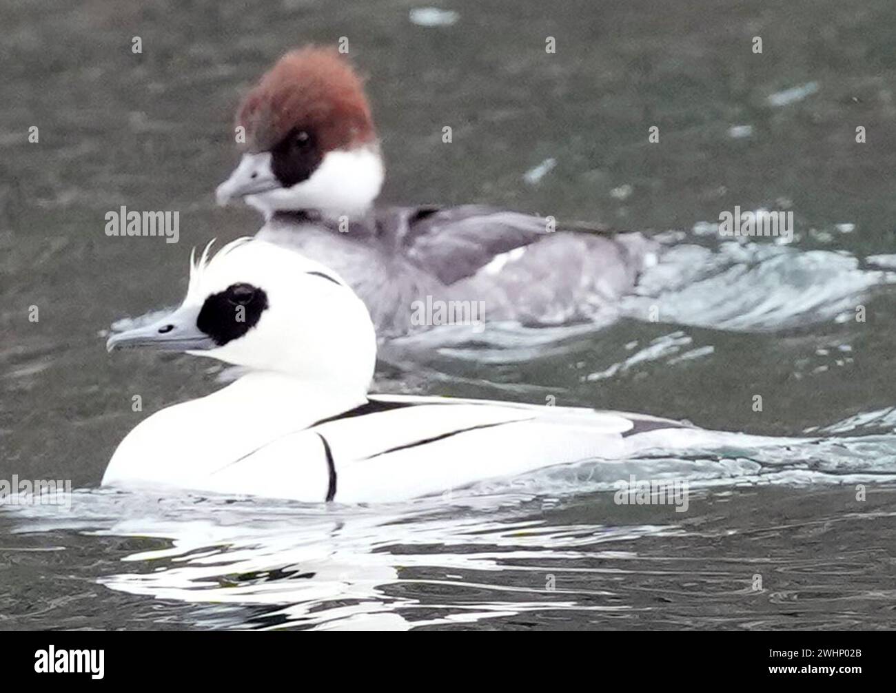 A male smew(front) and a female smew are pictured in Osaka on Feb. 8 ...