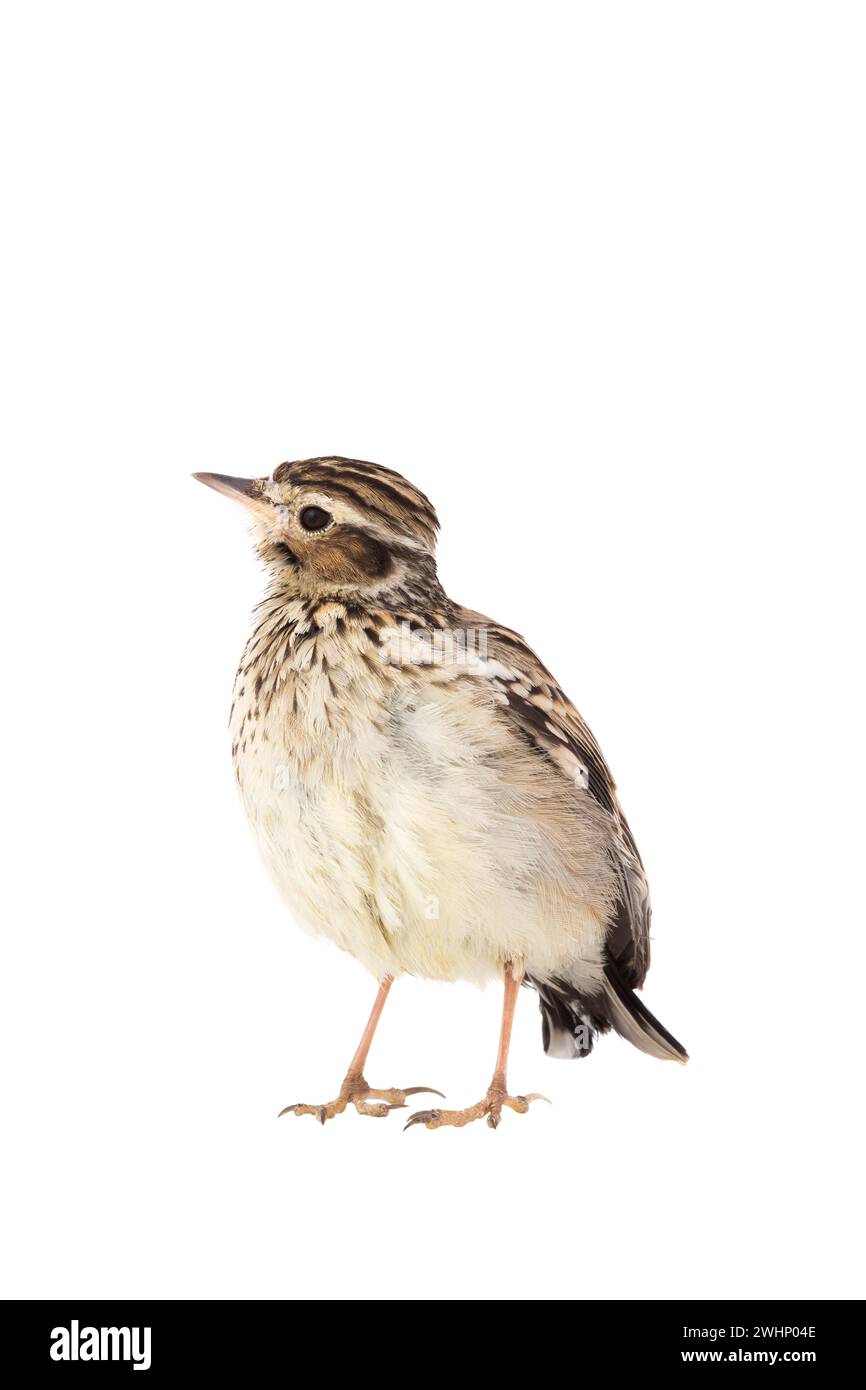 Wood lark Cut Out Stock Images & Pictures - Alamy