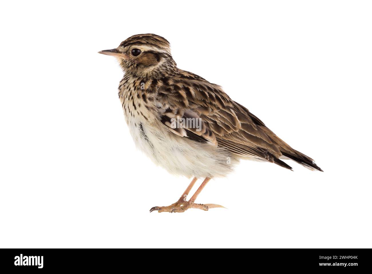 Wood lark Cut Out Stock Images & Pictures - Alamy