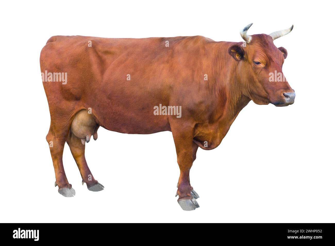 cow isolated on a white background Stock Photo - Alamy