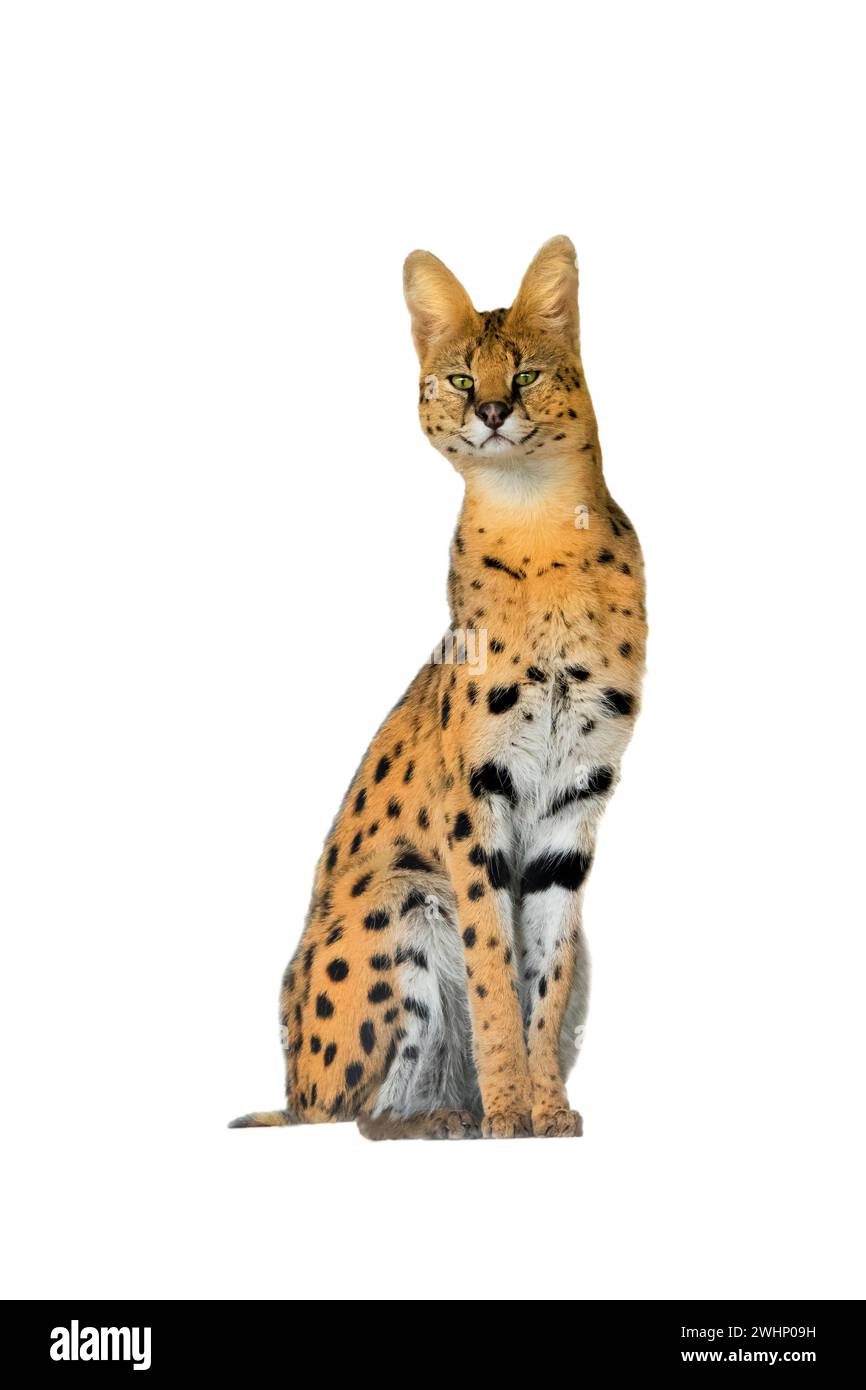 Serval wild cat Cut Out Stock Images & Pictures - Alamy