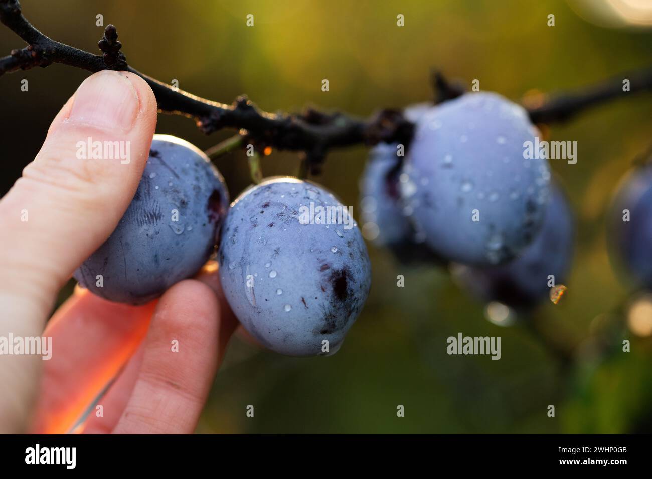 Bunch green plums in tree hi-res stock photography and images - Alamy