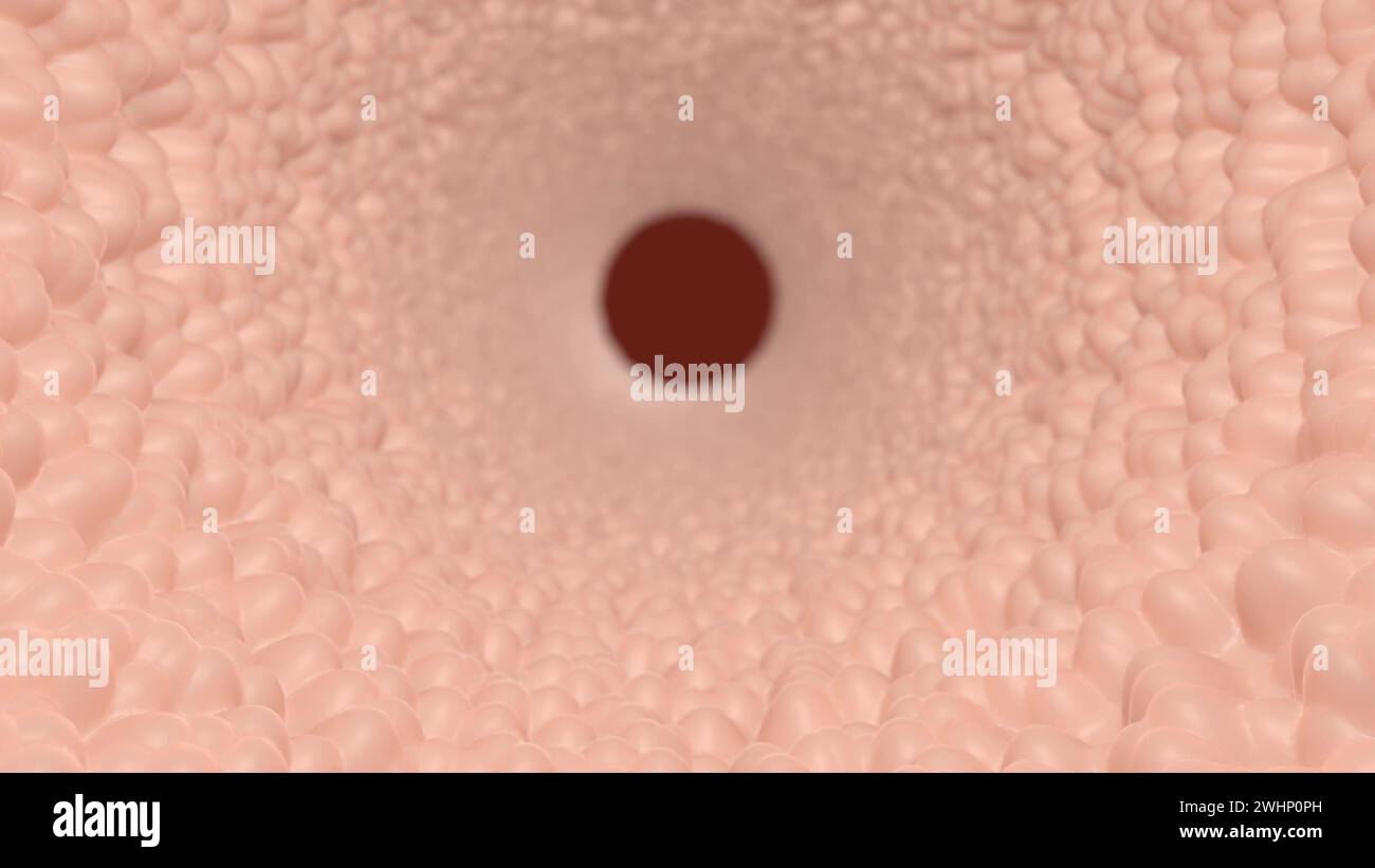 Inside gut health medical anatomy intro 3d render Stock Photo - Alamy