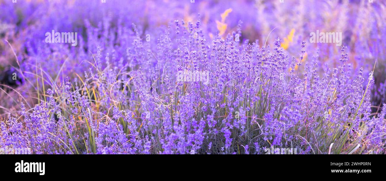 Background banner lavender flower hi-res stock photography and images ...