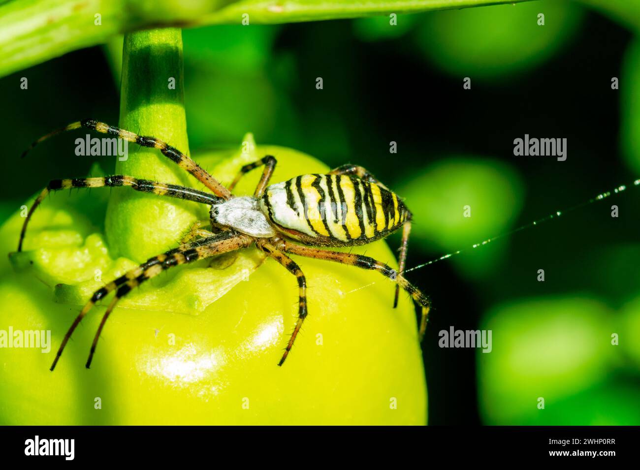 Spider on a leaf. Yellow striped Wasp spider - Argiope bruennichi ...