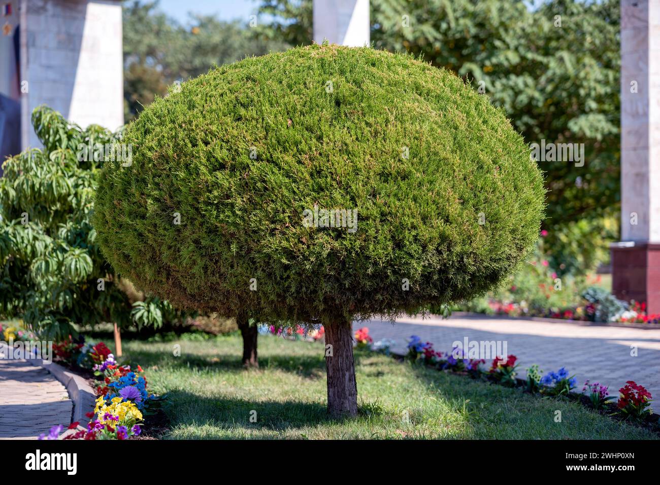 Green trees in a city park without people Stock Photo - Alamy