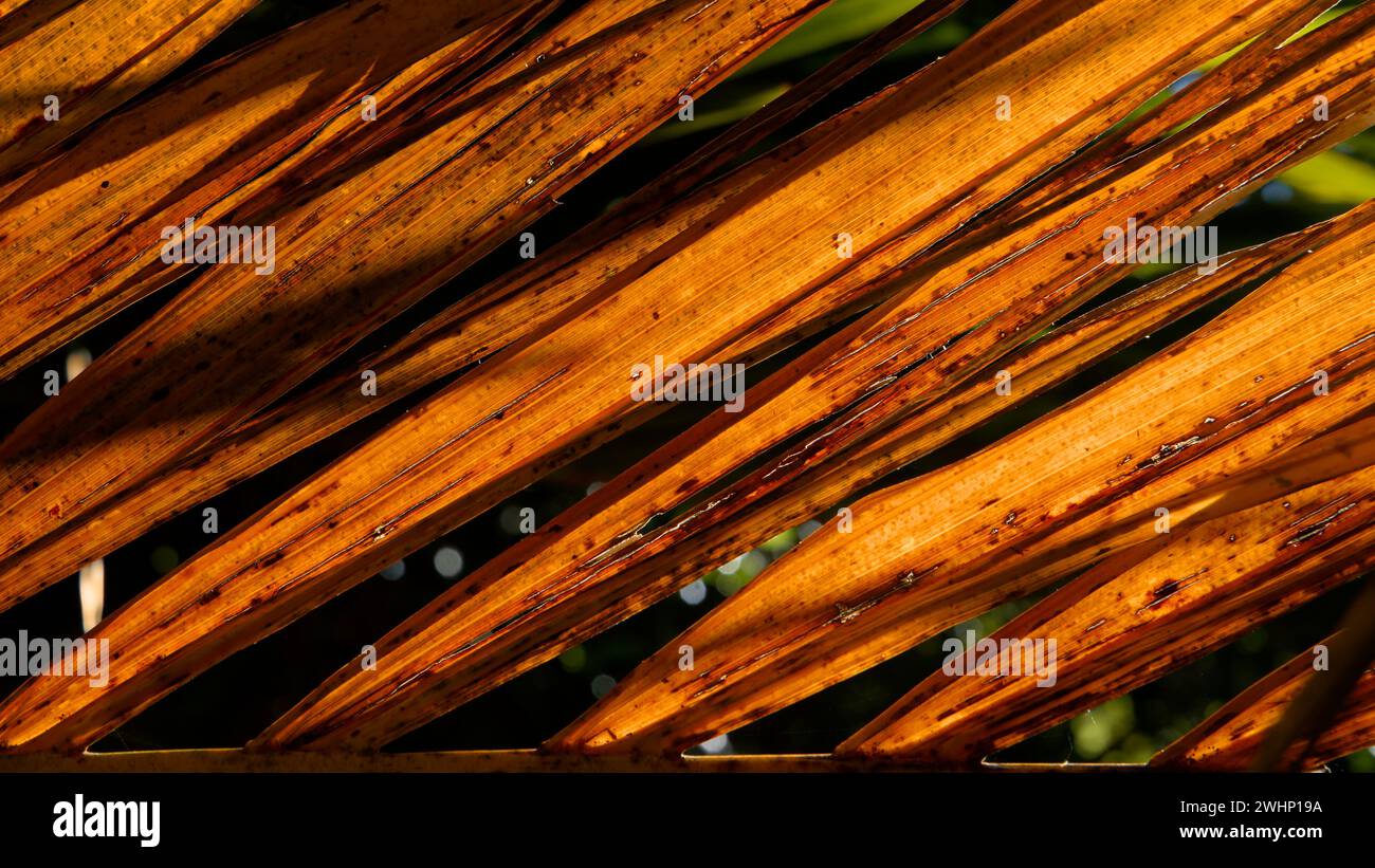 Background: nature's art graphic resource. Backlit fern leaf in native ...