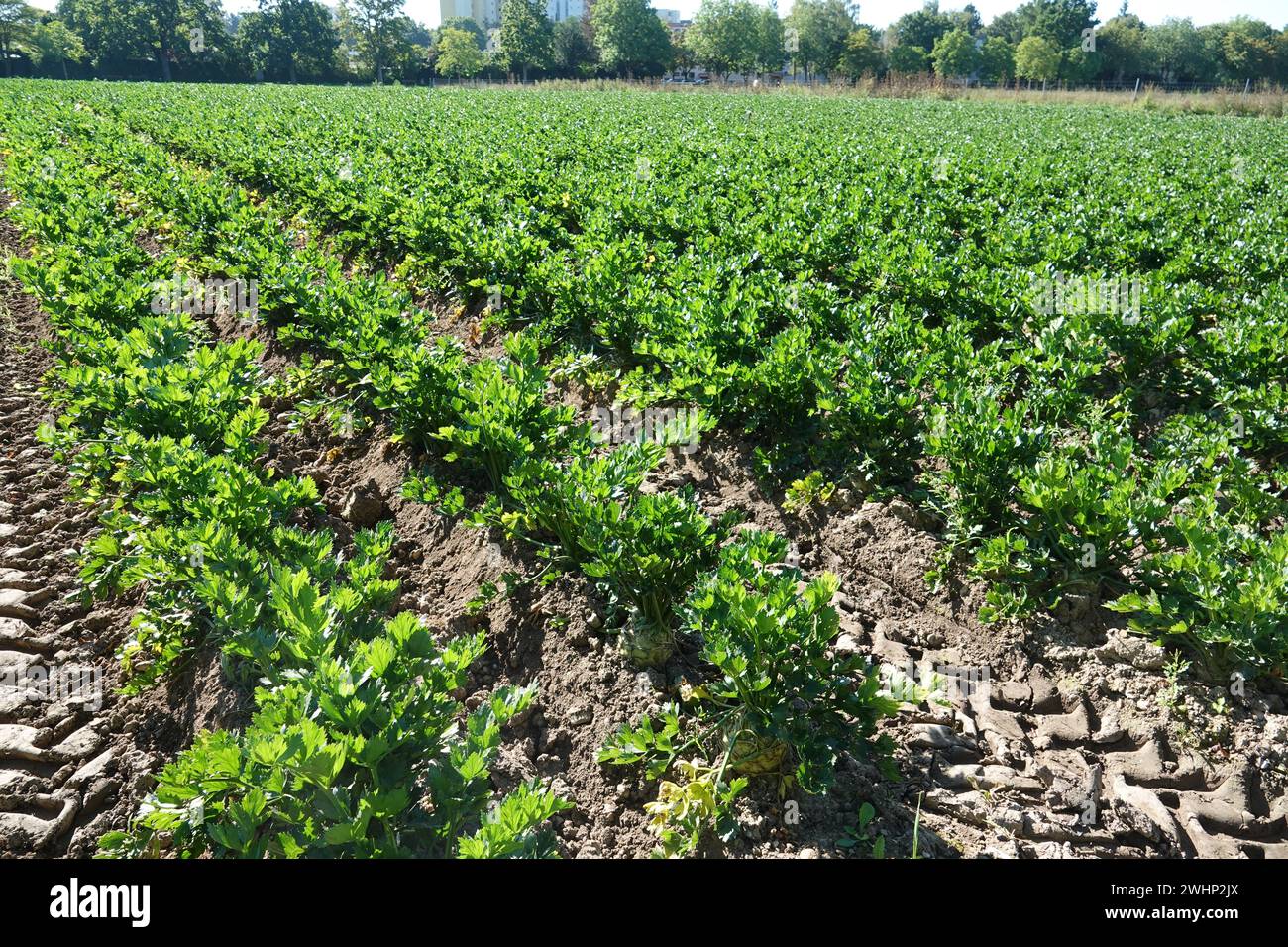 Apium graveolens, celery Stock Photo - Alamy