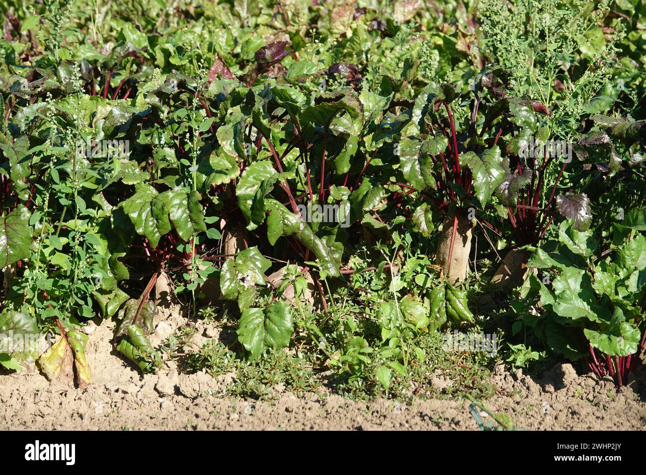 Beta vulgaris, beet root Stock Photo - Alamy