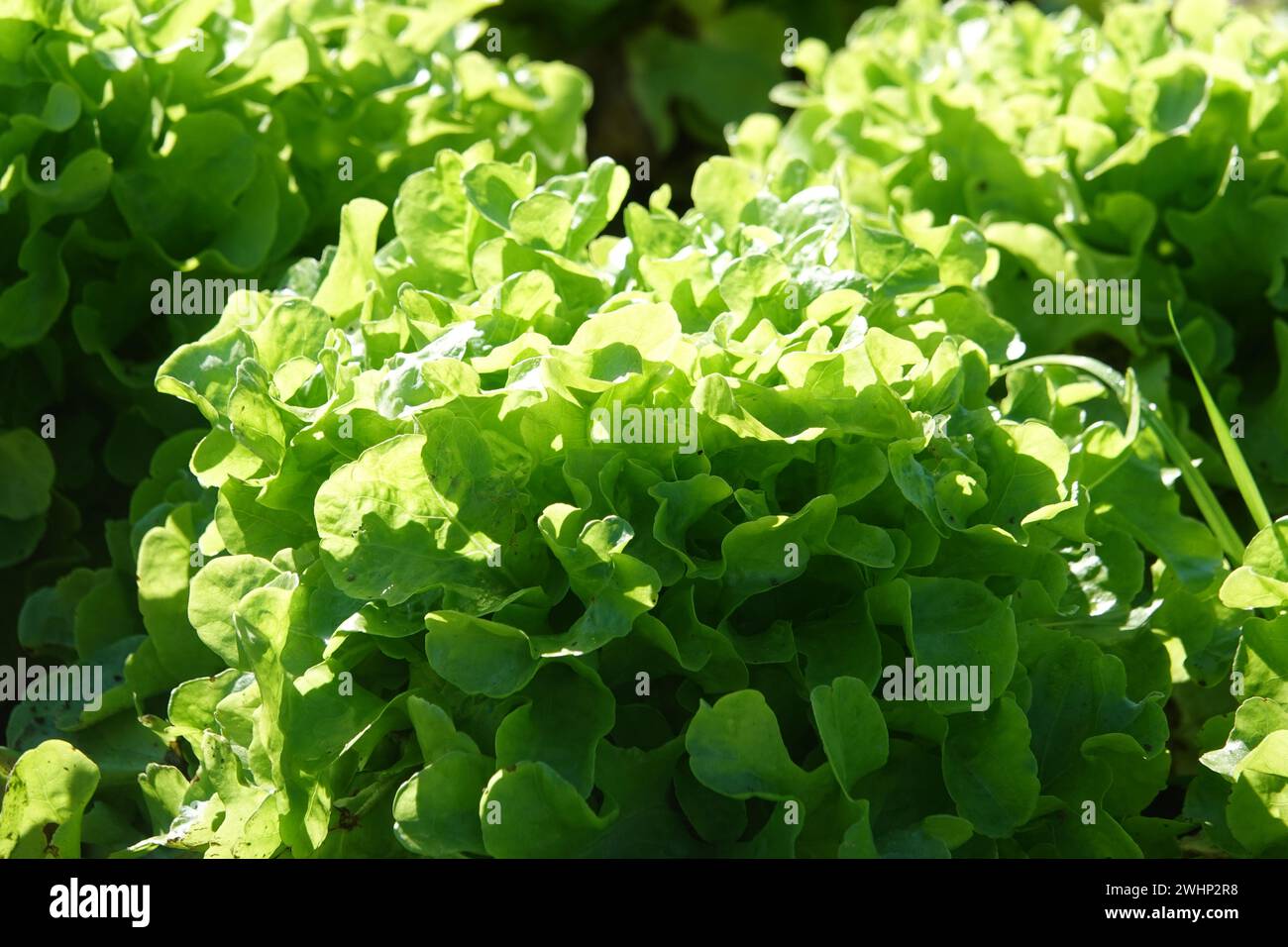 Variegata lactuca hi-res stock photography and images - Alamy